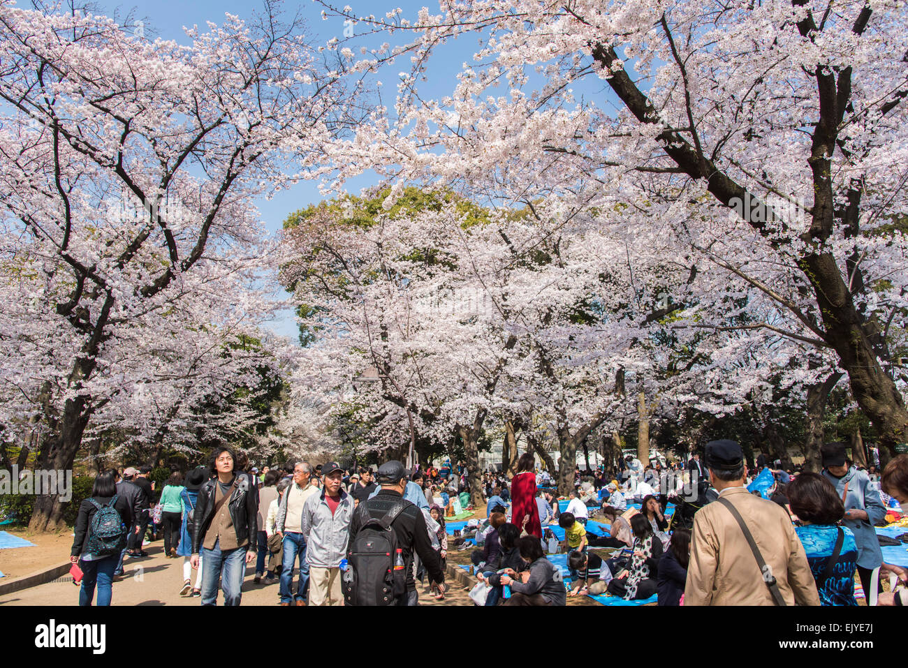 Hanami (Cherry blossom viewing),Ueno Park,Taito-Ku,Tokyo,Japan Stock ...