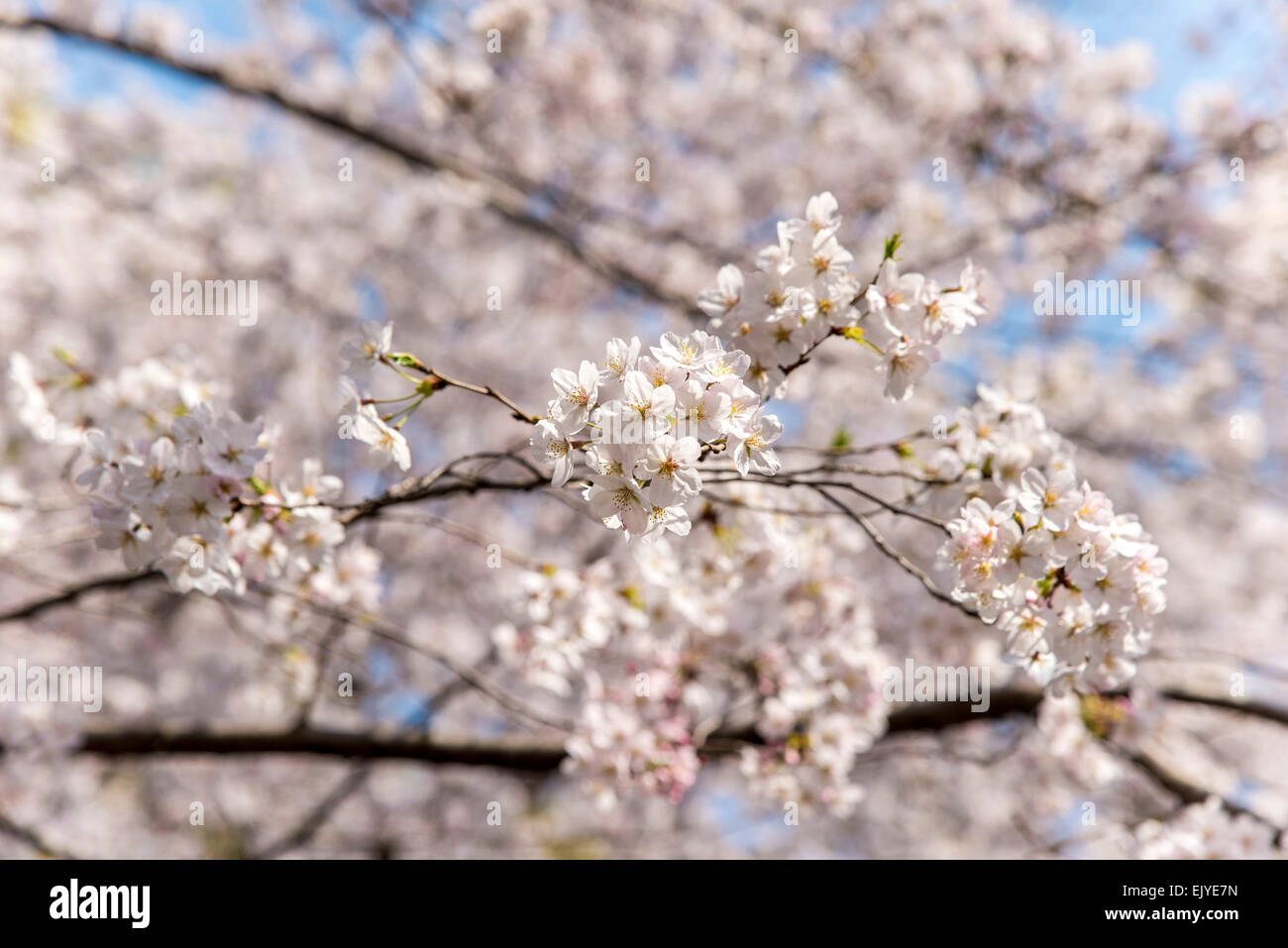 Hanami (Cherry blossom viewing),Ueno Park,Taito-Ku,Tokyo,Japan Stock ...