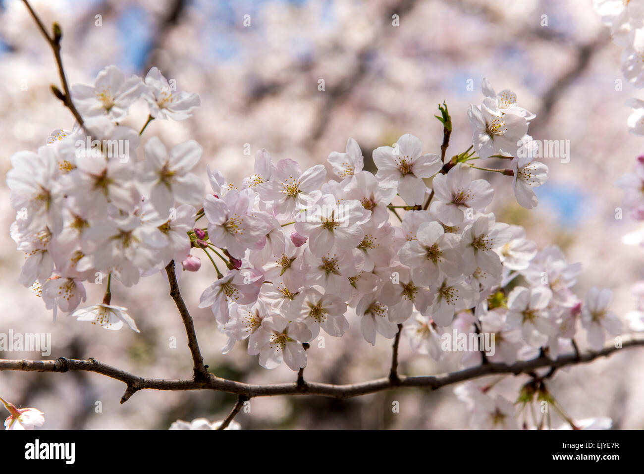 Hanami (Cherry blossom viewing),Ueno Park,Taito-Ku,Tokyo,Japan Stock ...