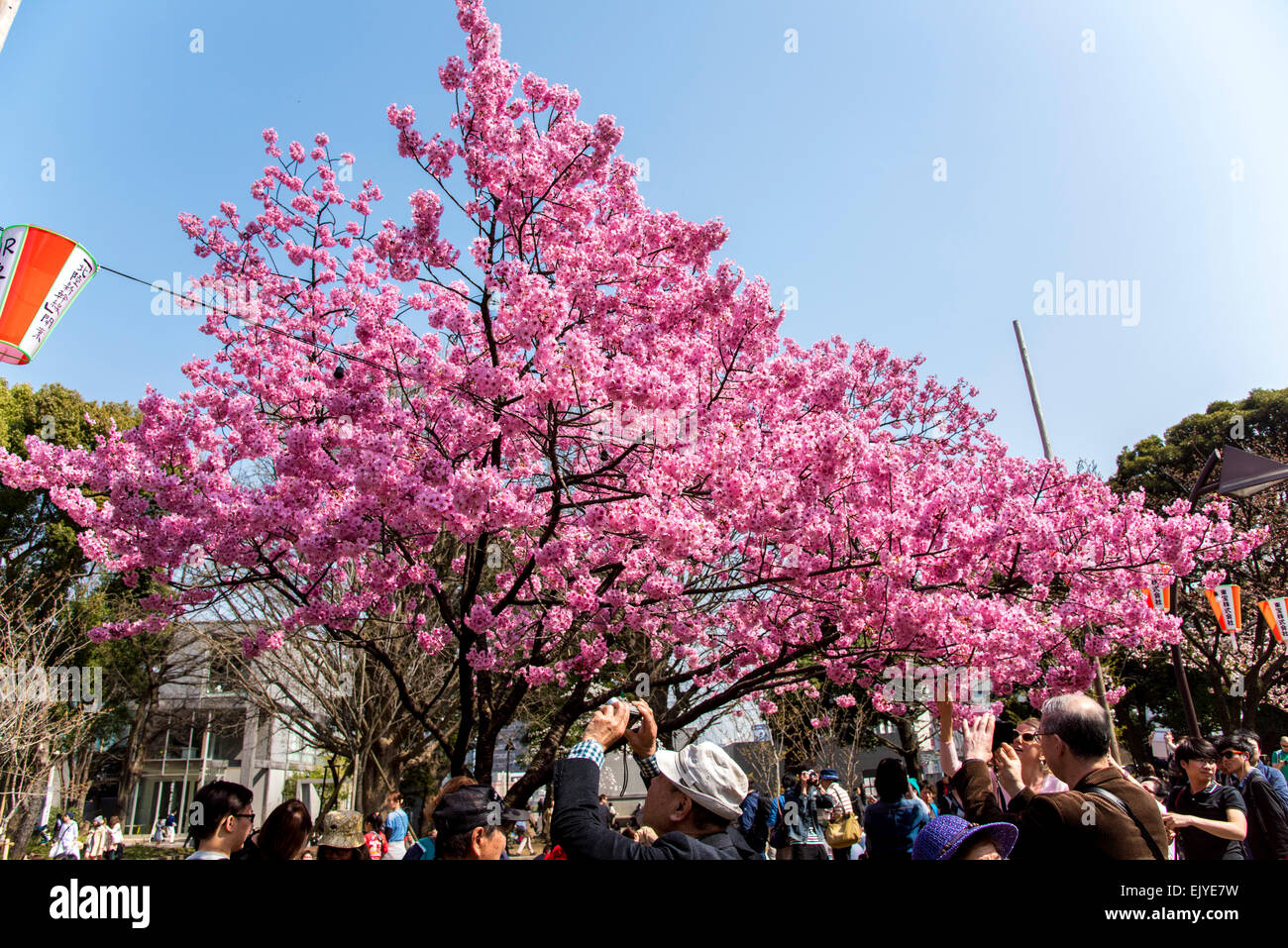 Hanami (Cherry blossom viewing),Ueno Park,Taito-Ku,Tokyo,Japan Stock ...