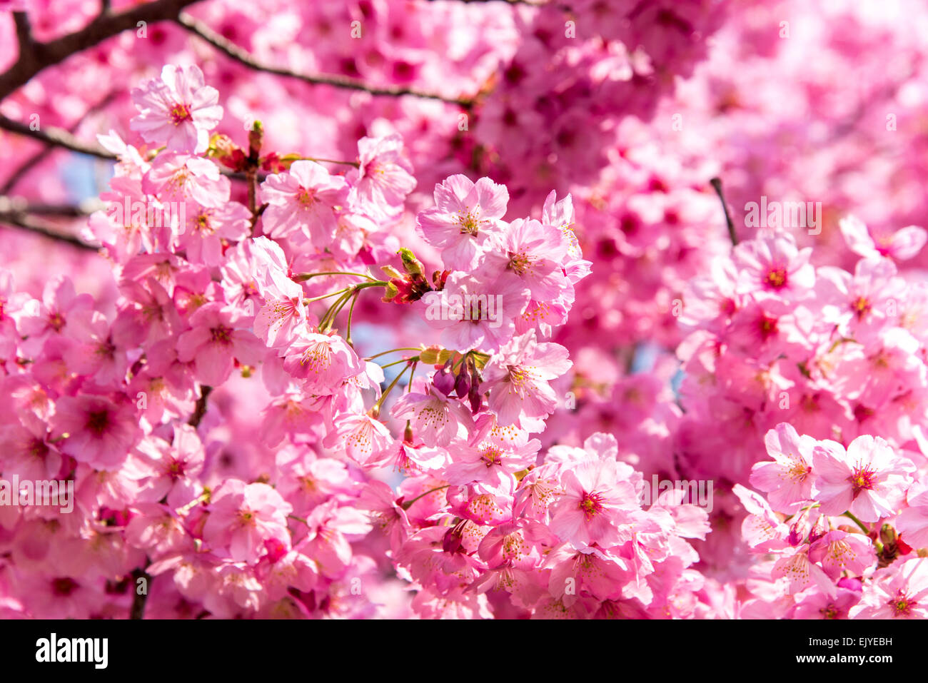 Hanami (Cherry blossom viewing),Ueno Park,Taito-Ku,Tokyo,Japan Stock ...