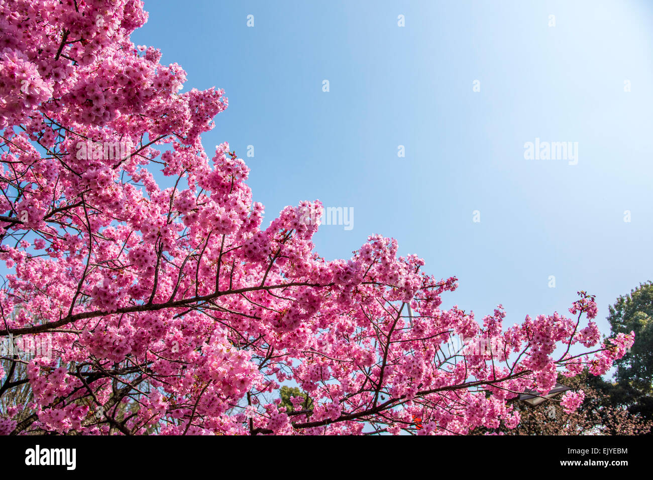 Hanami (Cherry blossom viewing),Ueno Park,Taito-Ku,Tokyo,Japan Stock ...