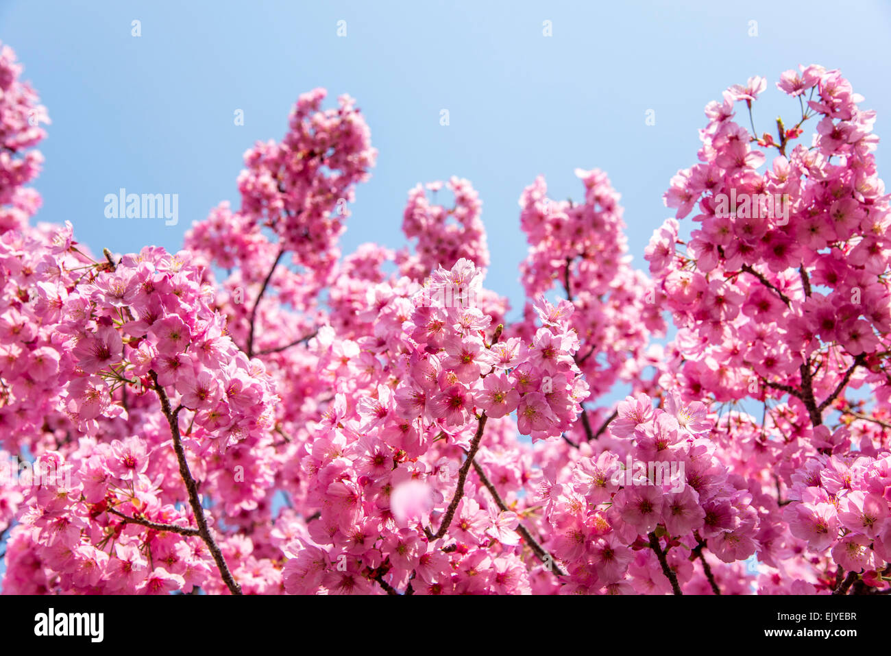 Hanami (Cherry blossom viewing),Ueno Park,Taito-Ku,Tokyo,Japan Stock ...