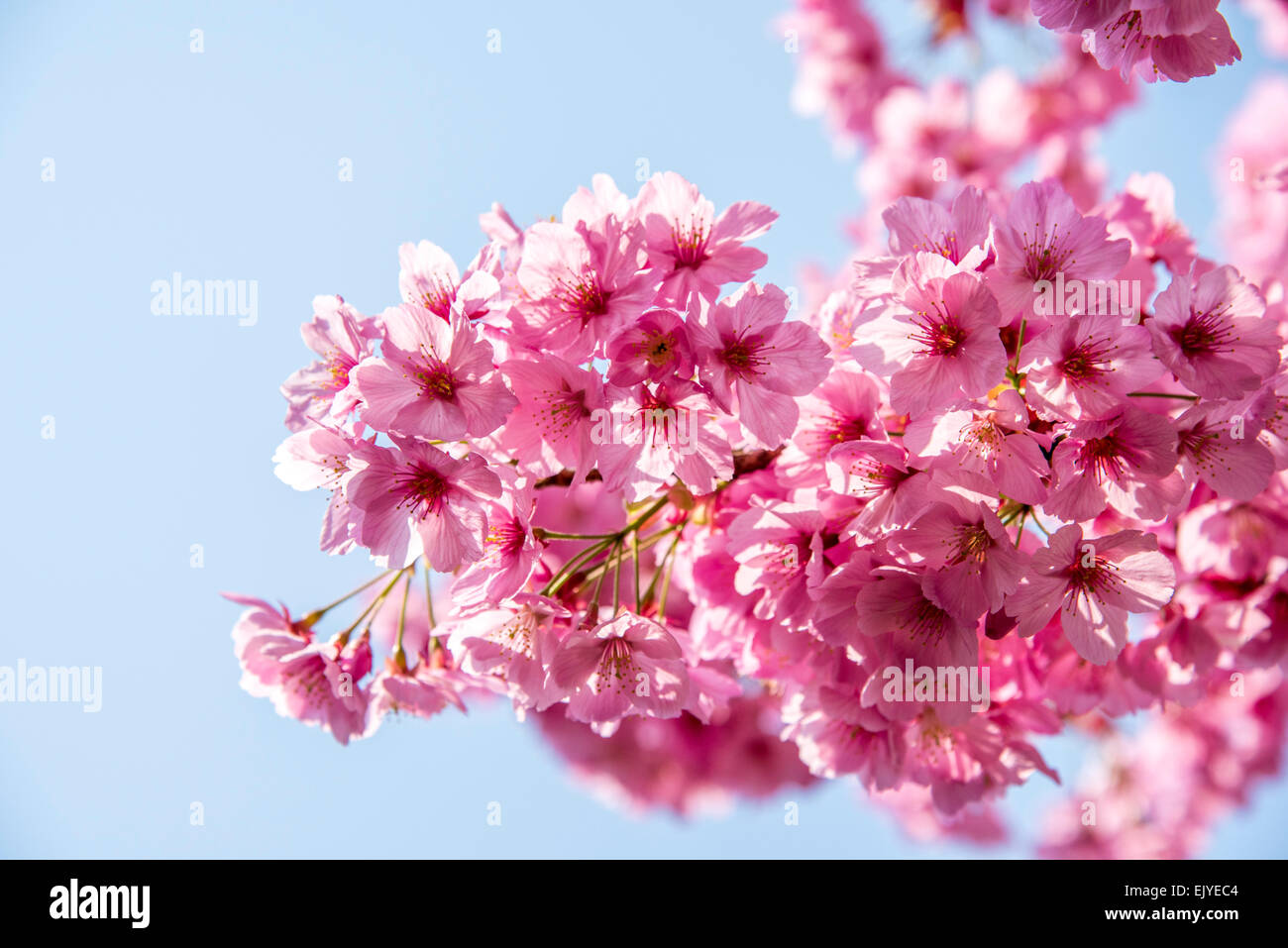 Hanami (Cherry blossom viewing),Ueno Park,Taito-Ku,Tokyo,Japan Stock ...