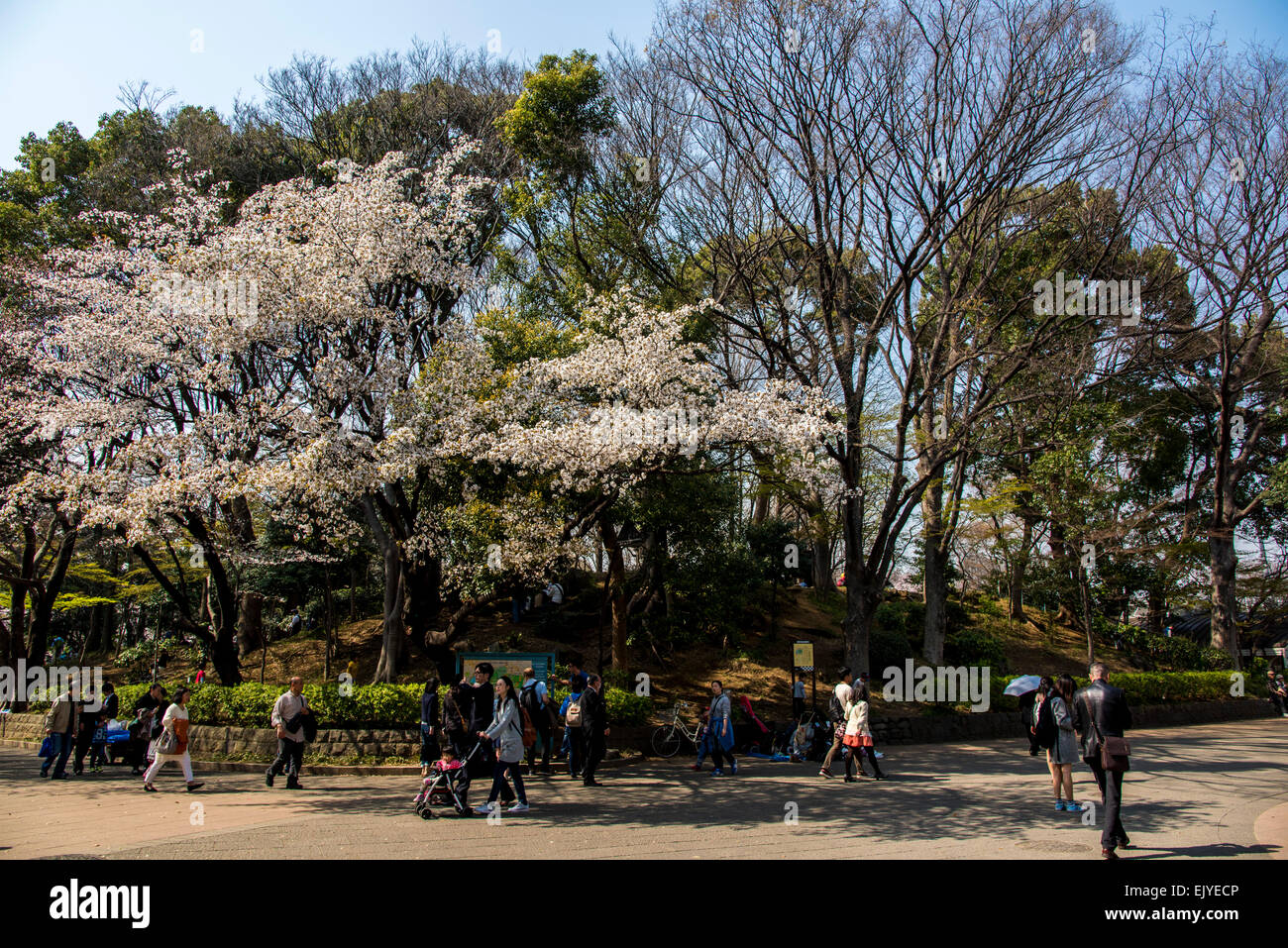 Hanami (Cherry blossom viewing),Ueno Park,Taito-Ku,Tokyo,Japan Stock ...