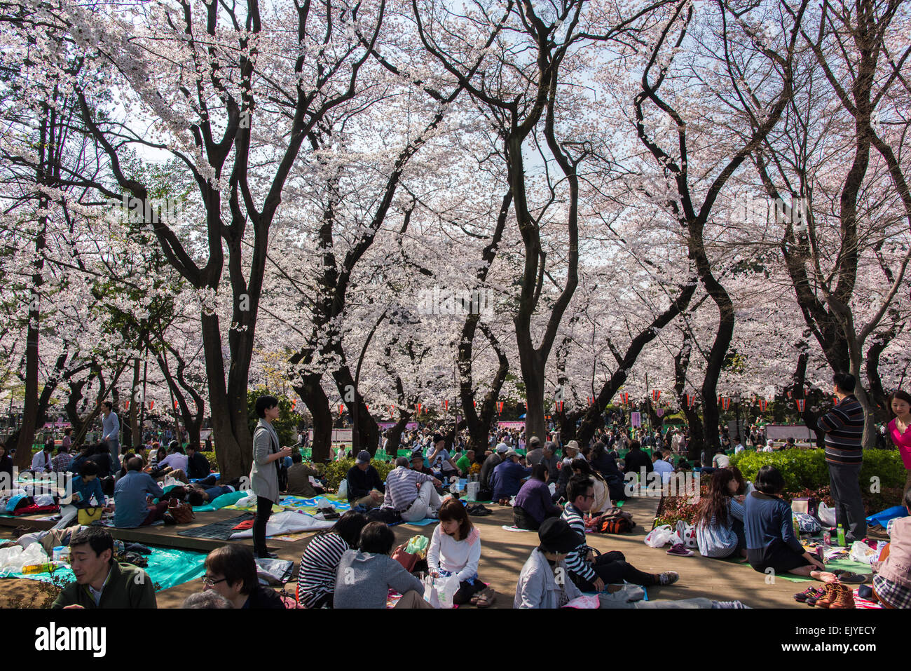 Hanami (Cherry blossom viewing),Ueno Park,Taito-Ku,Tokyo,Japan Stock ...