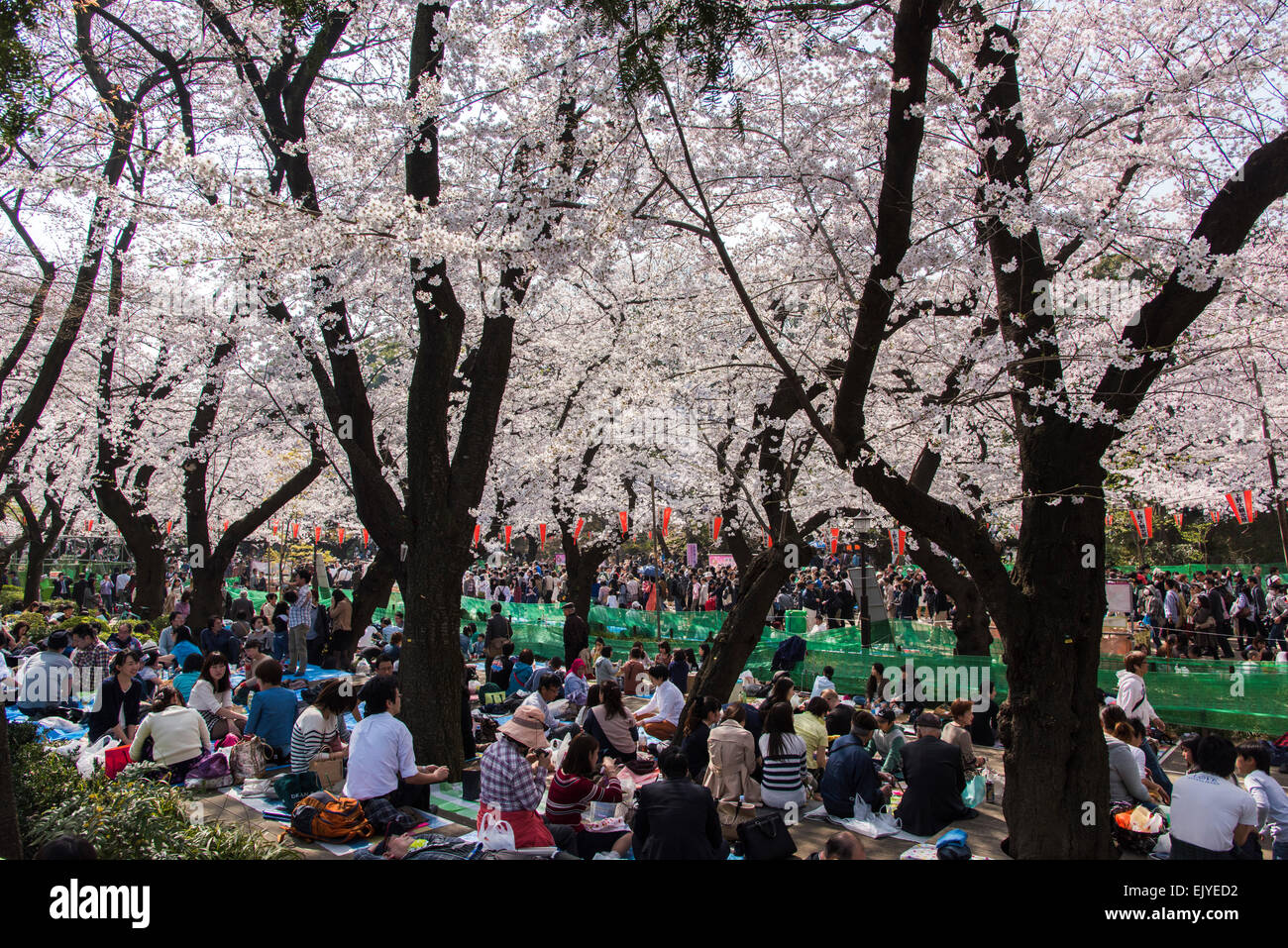 Hanami (Cherry blossom viewing),Ueno Park,Taito-Ku,Tokyo,Japan Stock ...