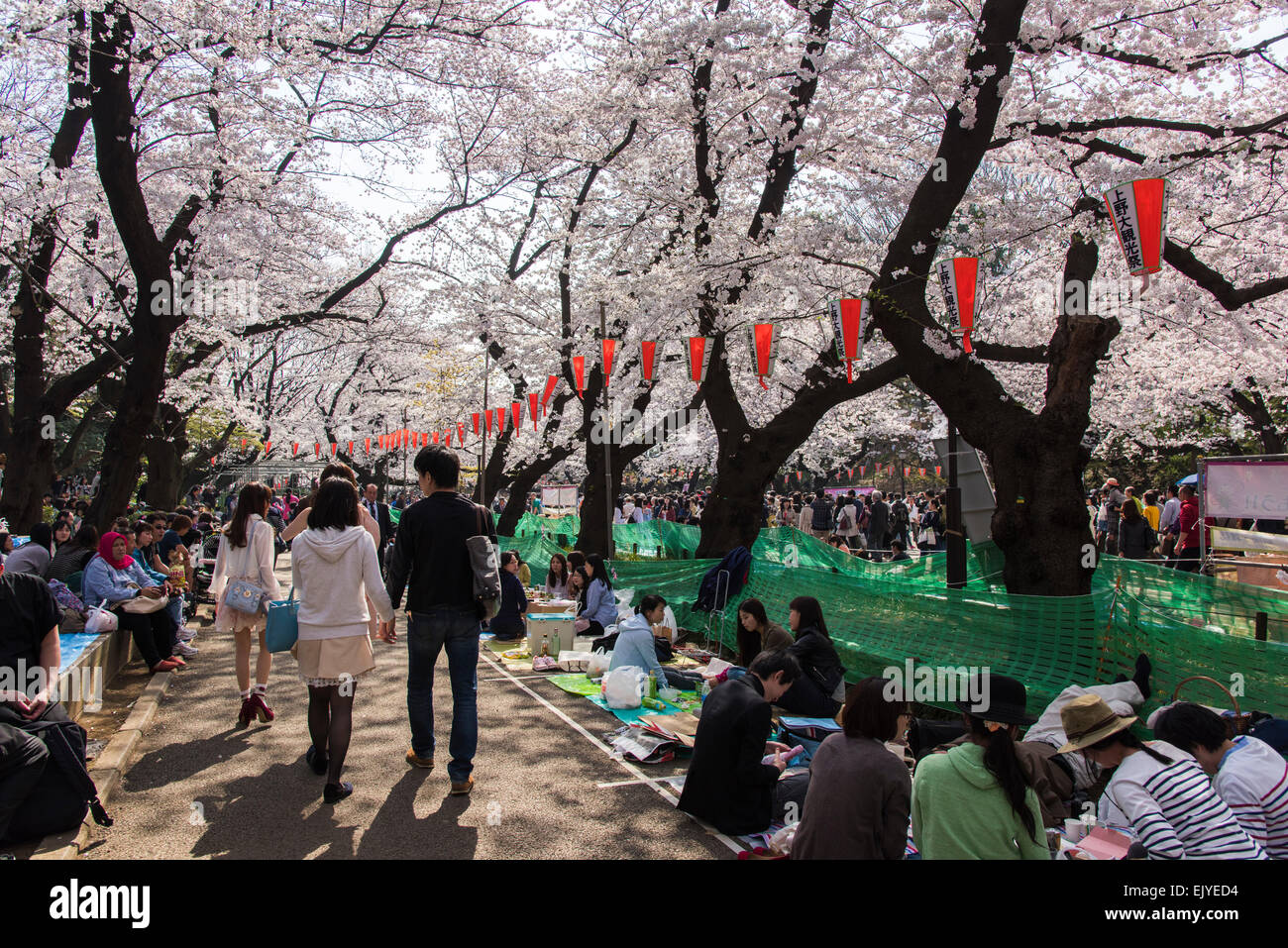 Hanami (Cherry blossom viewing),Ueno Park,Taito-Ku,Tokyo,Japan Stock ...