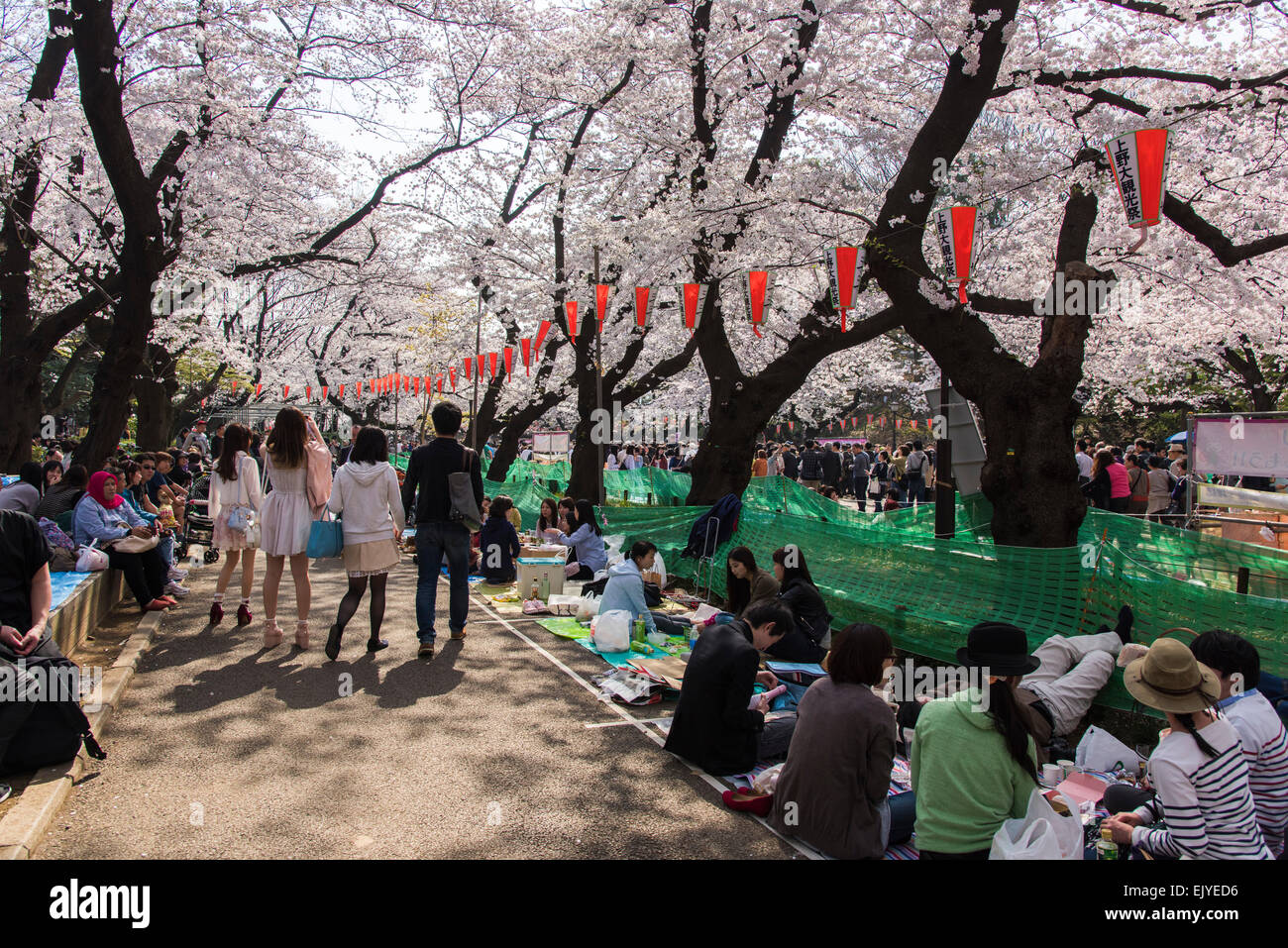 Hanami (Cherry blossom viewing),Ueno Park,Taito-Ku,Tokyo,Japan Stock ...