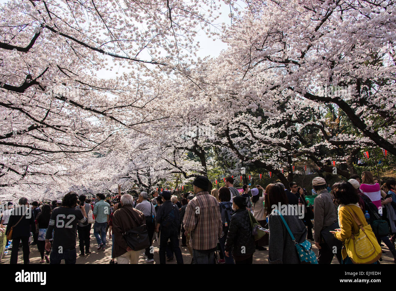Hanami (Cherry blossom viewing),Ueno Park,Taito-Ku,Tokyo,Japan Stock ...