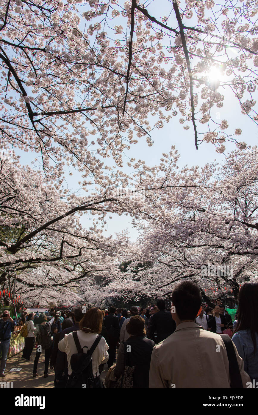 Hanami (Cherry blossom viewing),Ueno Park,Taito-Ku,Tokyo,Japan Stock ...