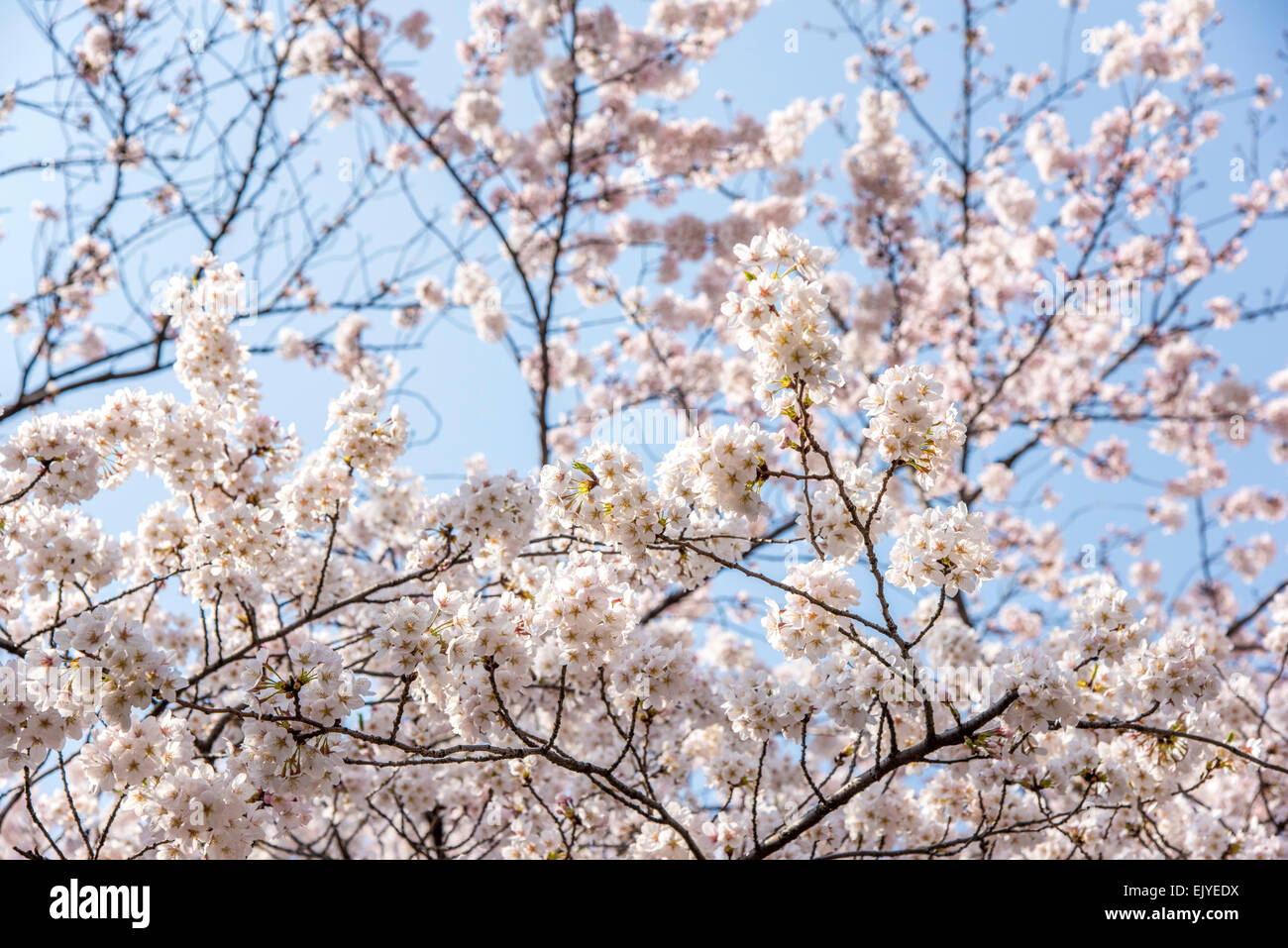 Hanami (Cherry blossom viewing),Ueno Park,Taito-Ku,Tokyo,Japan Stock ...
