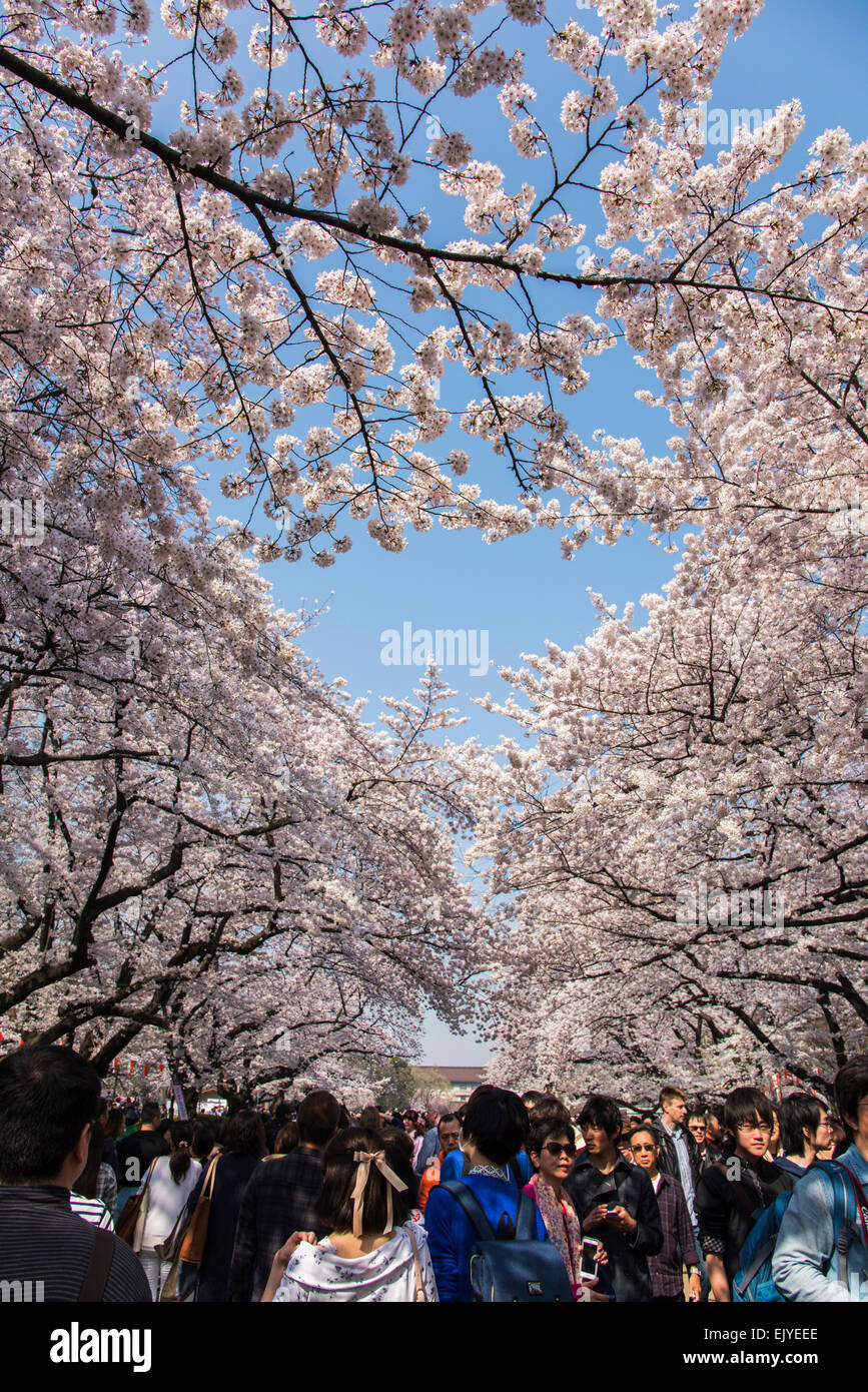 Hanami (Cherry blossom viewing),Ueno Park,Taito-Ku,Tokyo,Japan Stock ...