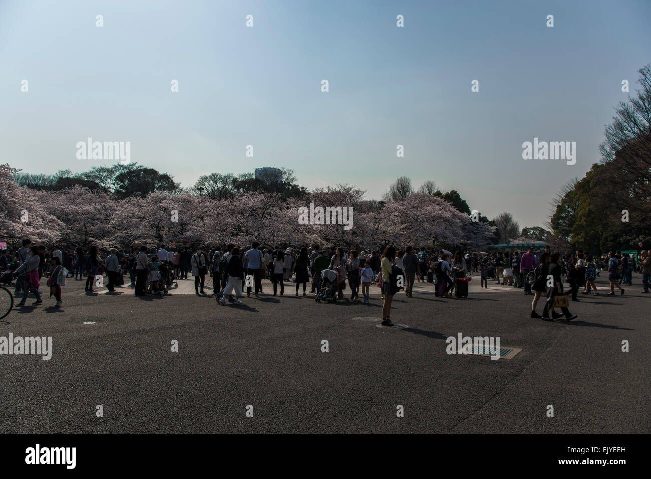 Hanami (Cherry blossom viewing),Ueno Park,Taito-Ku,Tokyo,Japan Stock ...