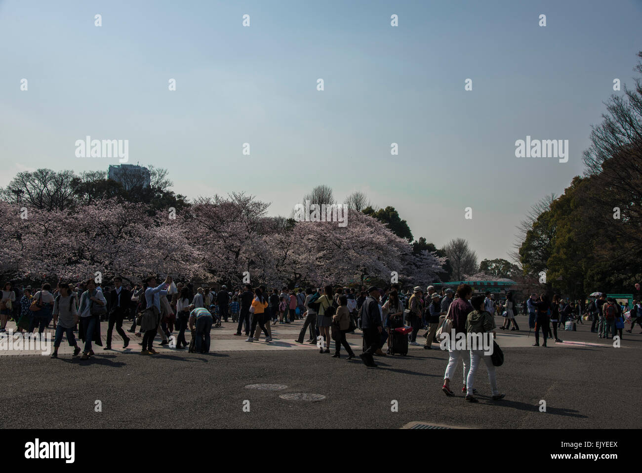 Hanami (Cherry blossom viewing),Ueno Park,Taito-Ku,Tokyo,Japan Stock ...