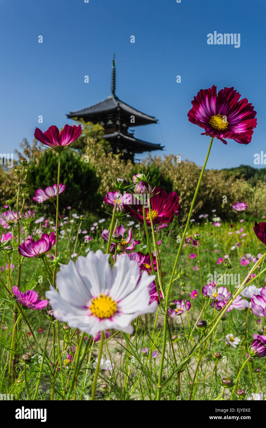 Buddhist cosmos hi-res stock photography and images - Alamy