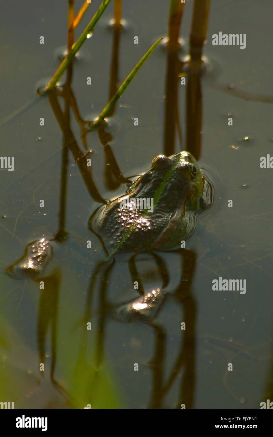 Frog decolonization hi-res stock photography and images - Alamy