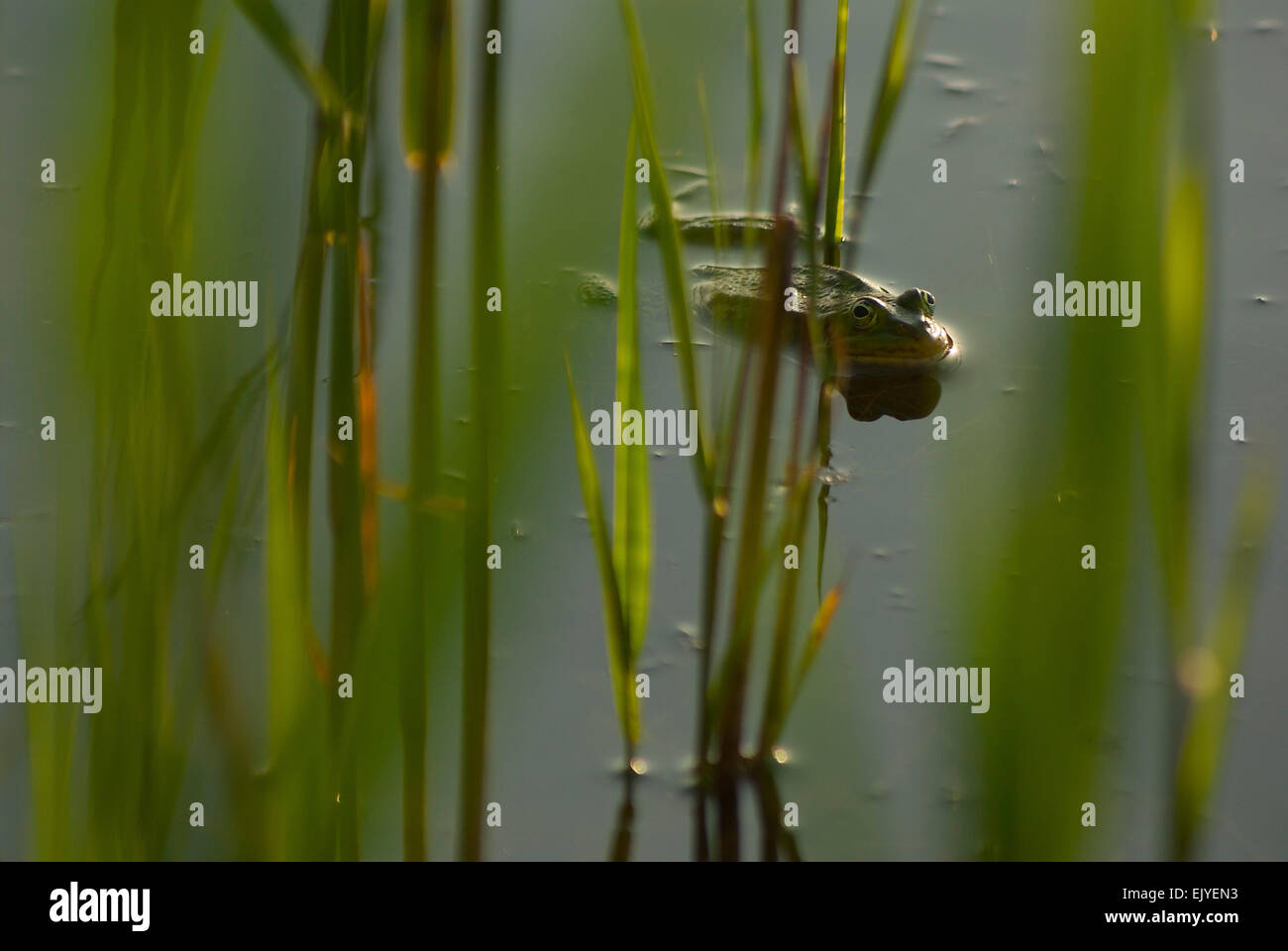 Frog decolonization hi-res stock photography and images - Alamy