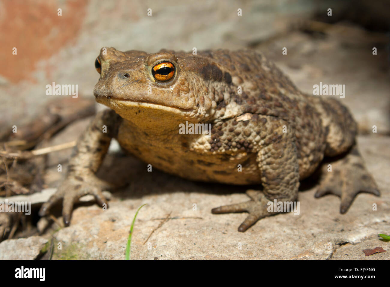 Amphibian amphibians toad toad night hunting nocturnal amphibian the ...