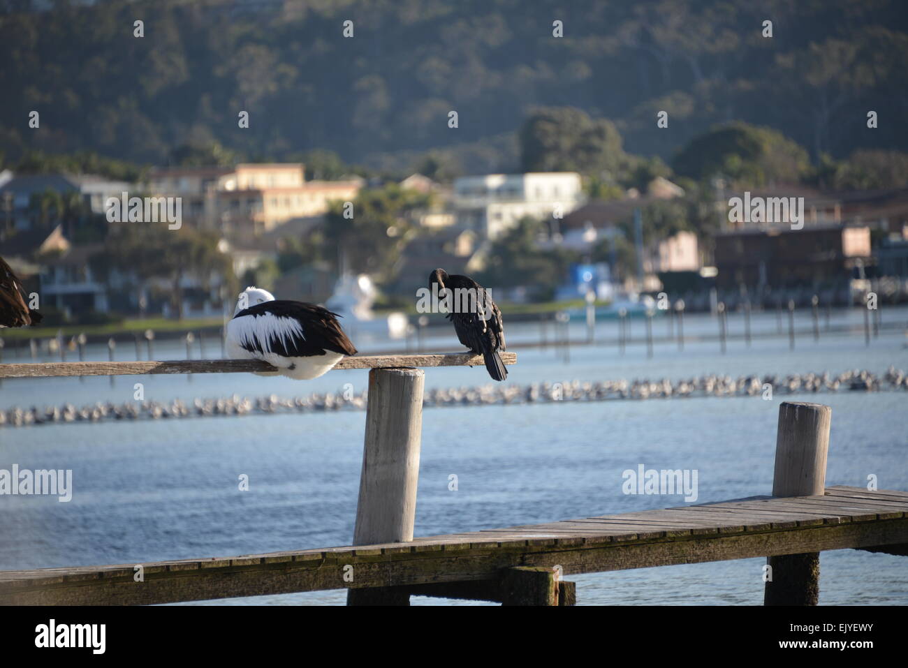 Pelican sitting on fence on harbour Merimbula harbour on the sapphire ...