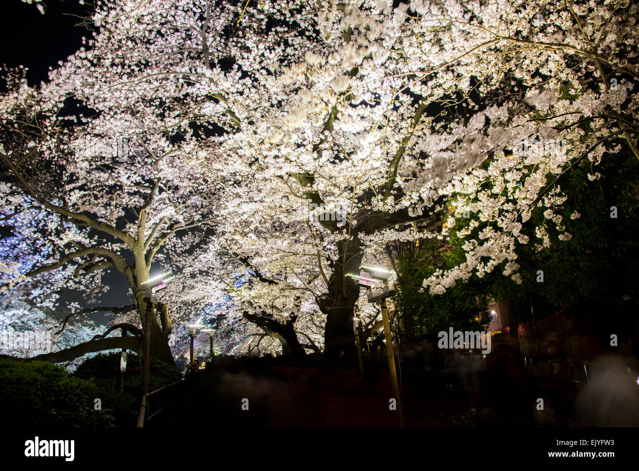 Cherry blossom,Chidorigafuchi,Kitanomaru Park,Chiyoda-Ku,Tokyo,Japan ...