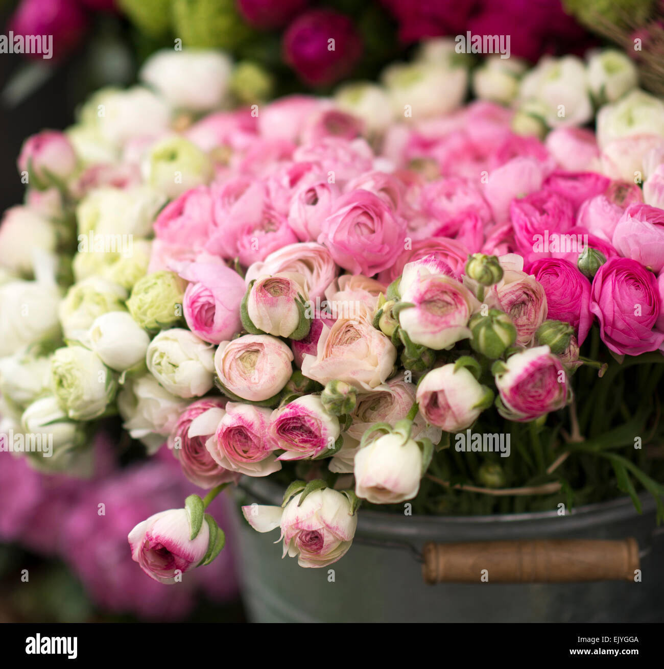 Bundles of cut ranunculus flowers at market in Paris, France Stock ...