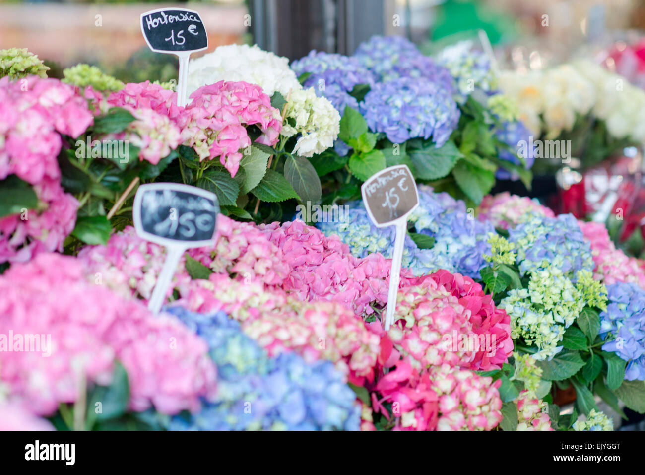 Blue hydrangeas france hi-res stock photography and images - Alamy