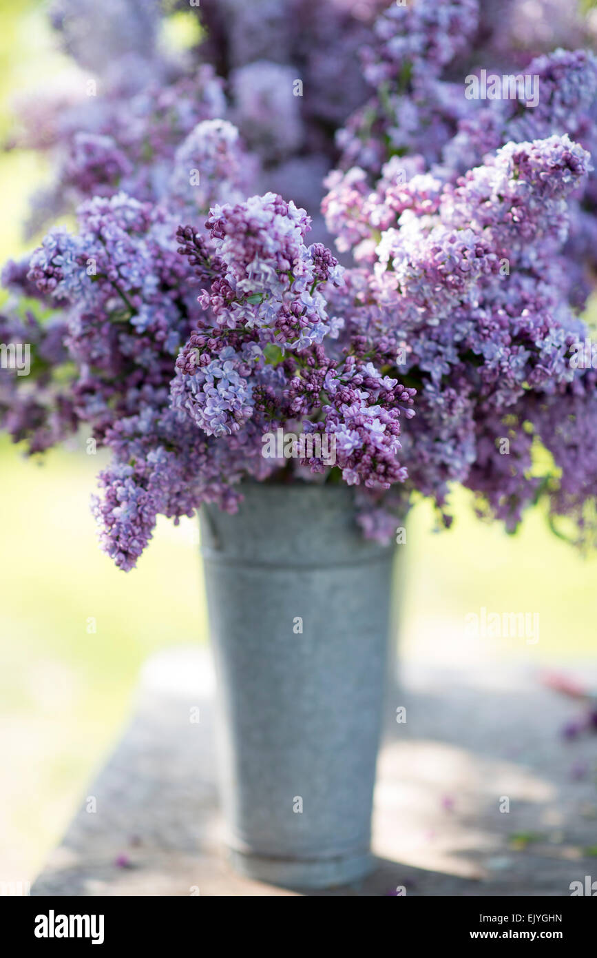 Cut lilacs, Syringa vulgaris, in vintage metal pitcher Stock Photo - Alamy