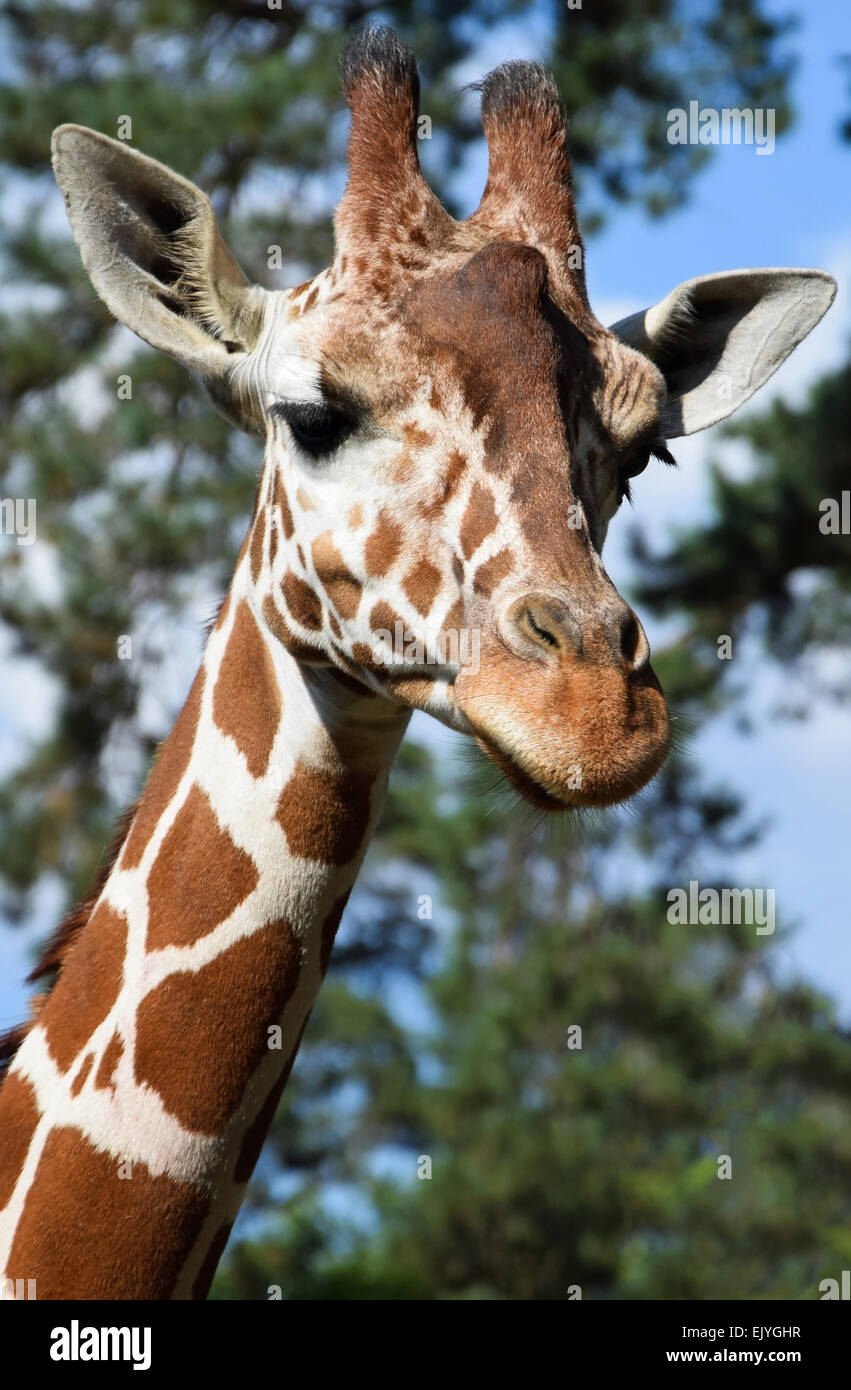 Giraffe head and neck Stock Photo - Alamy