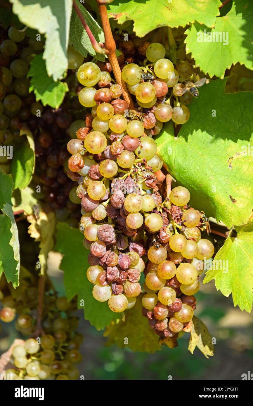 Plantation of white grapes hi-res stock photography and images - Alamy