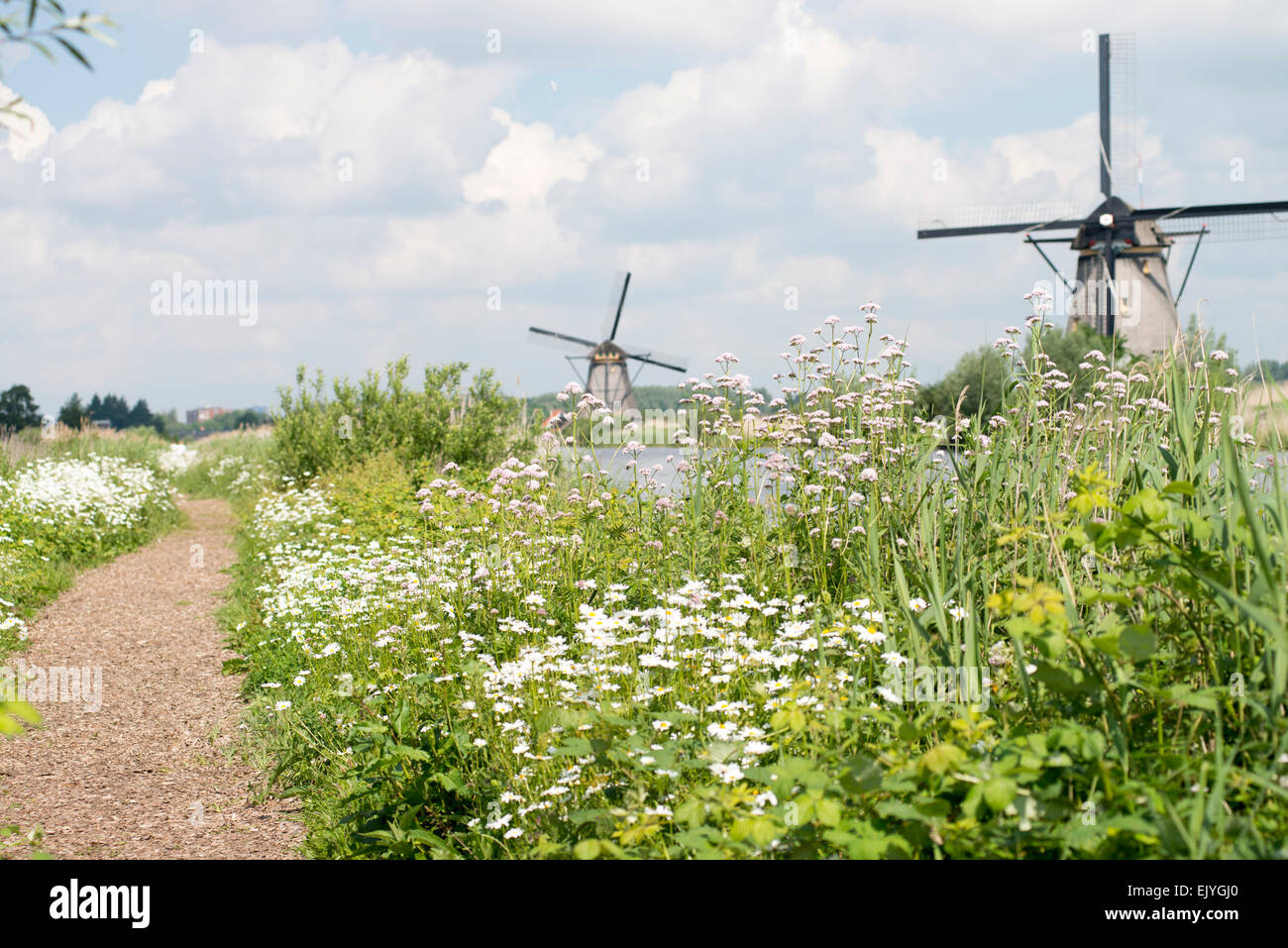Authentic Dutch windmills at Kinderdijk, The Netherlands Stock Photo ...