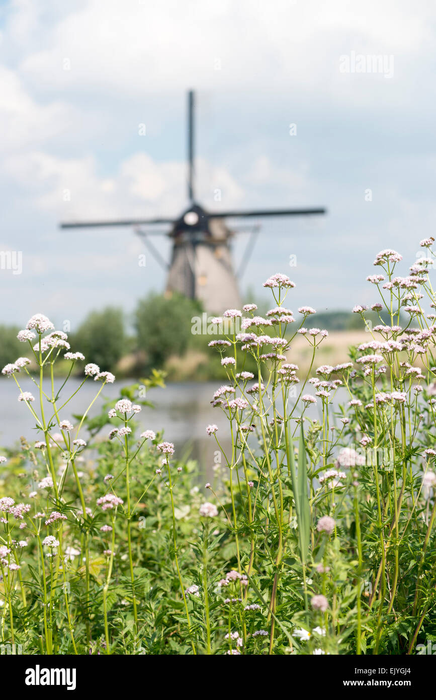 Authentic Dutch windmill at Kinderdijk, The Netherlands Stock Photo - Alamy