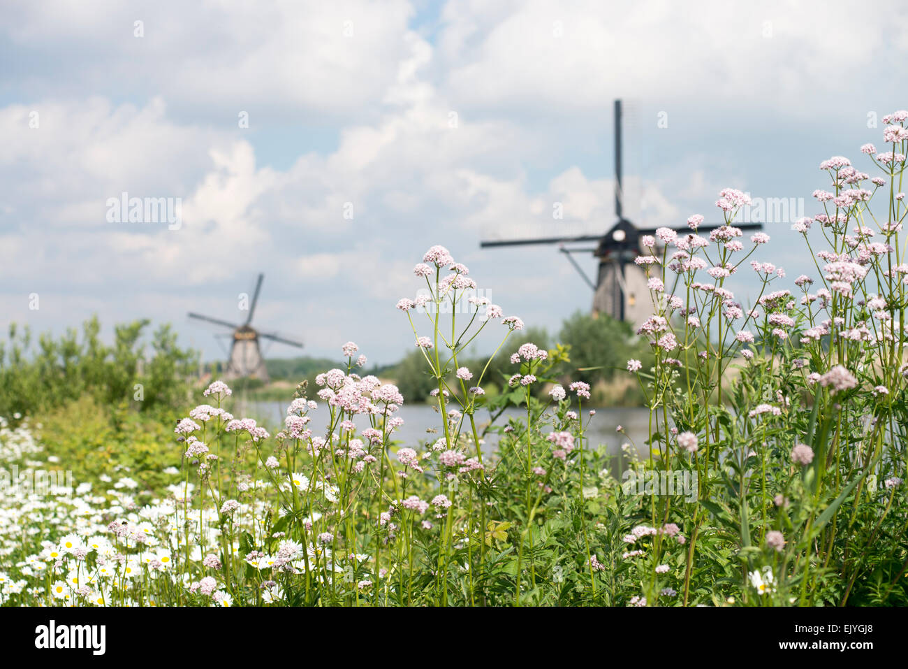 Authentic Dutch windmills at Kinderdijk, The Netherlands Stock Photo ...