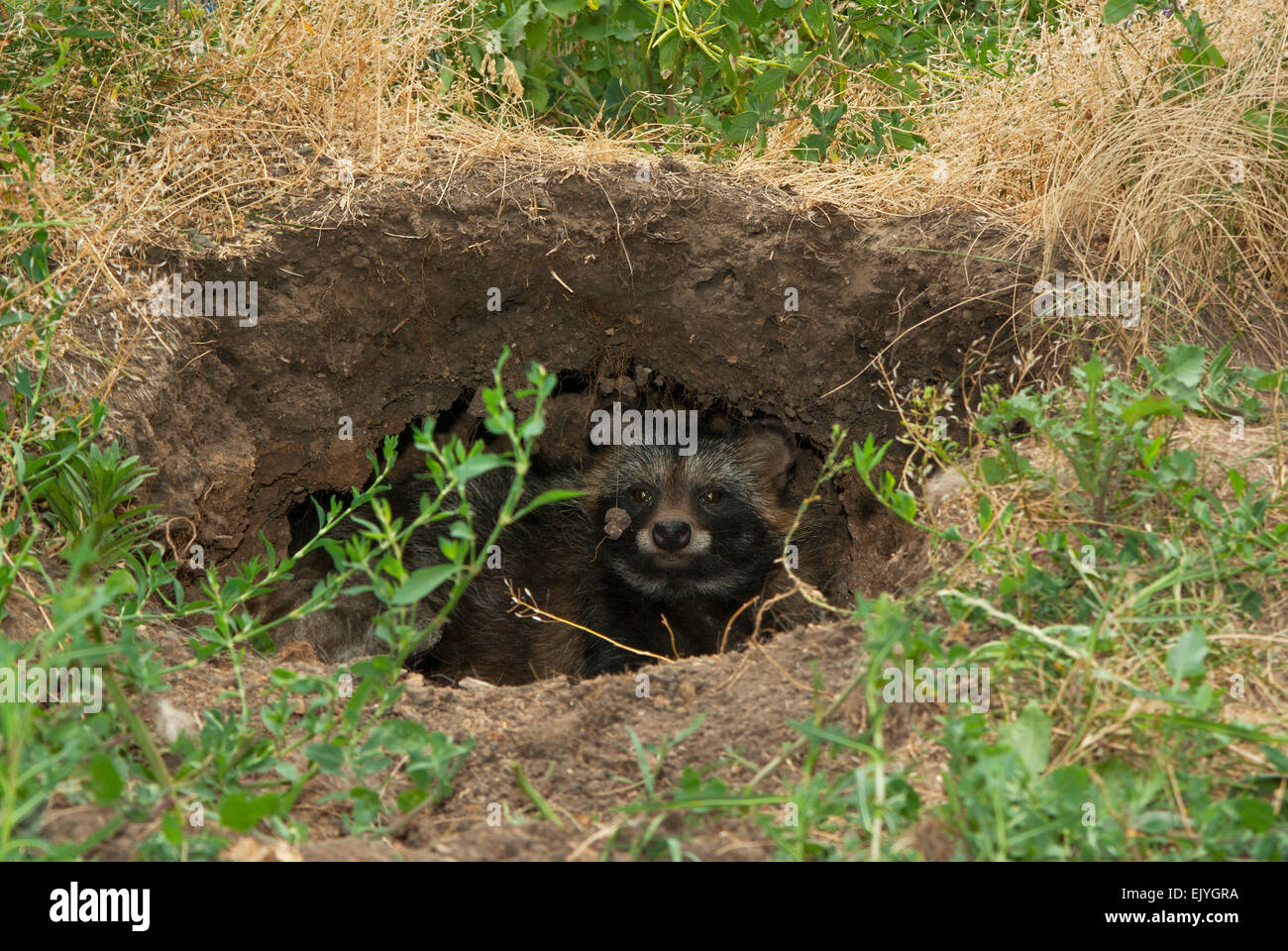 The raccoon dog.(Nyctereutes procyonoides).Europe.Ukraine.Kharkiv ...