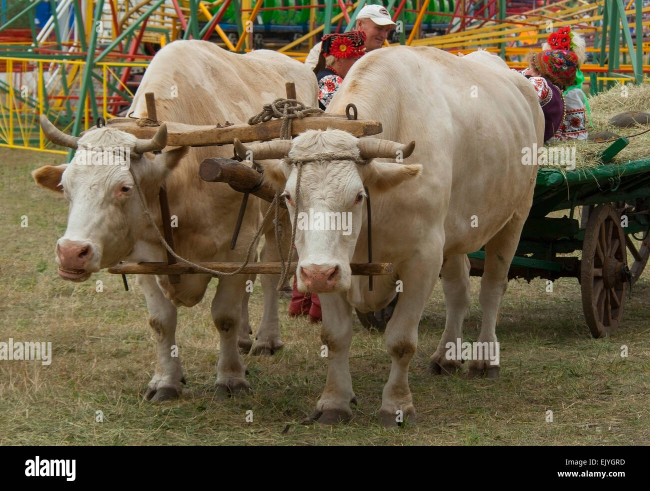 Ox the animal meat meat animal a working costumes fair bazaar cart the ...