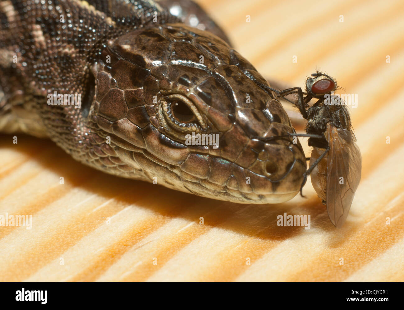 Lizard(Lacerta agilis)with a fly (Musca domestica).Europe.Ukraine ...