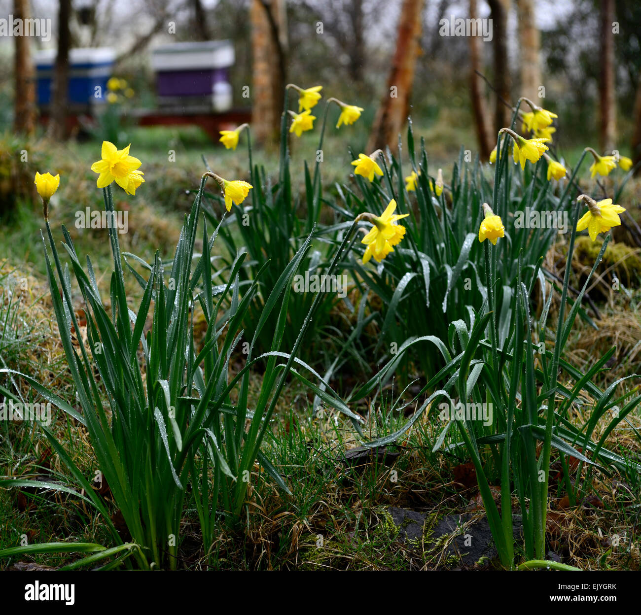 narcissus yellow daffodil spring flower flowering flowers bee hives ...