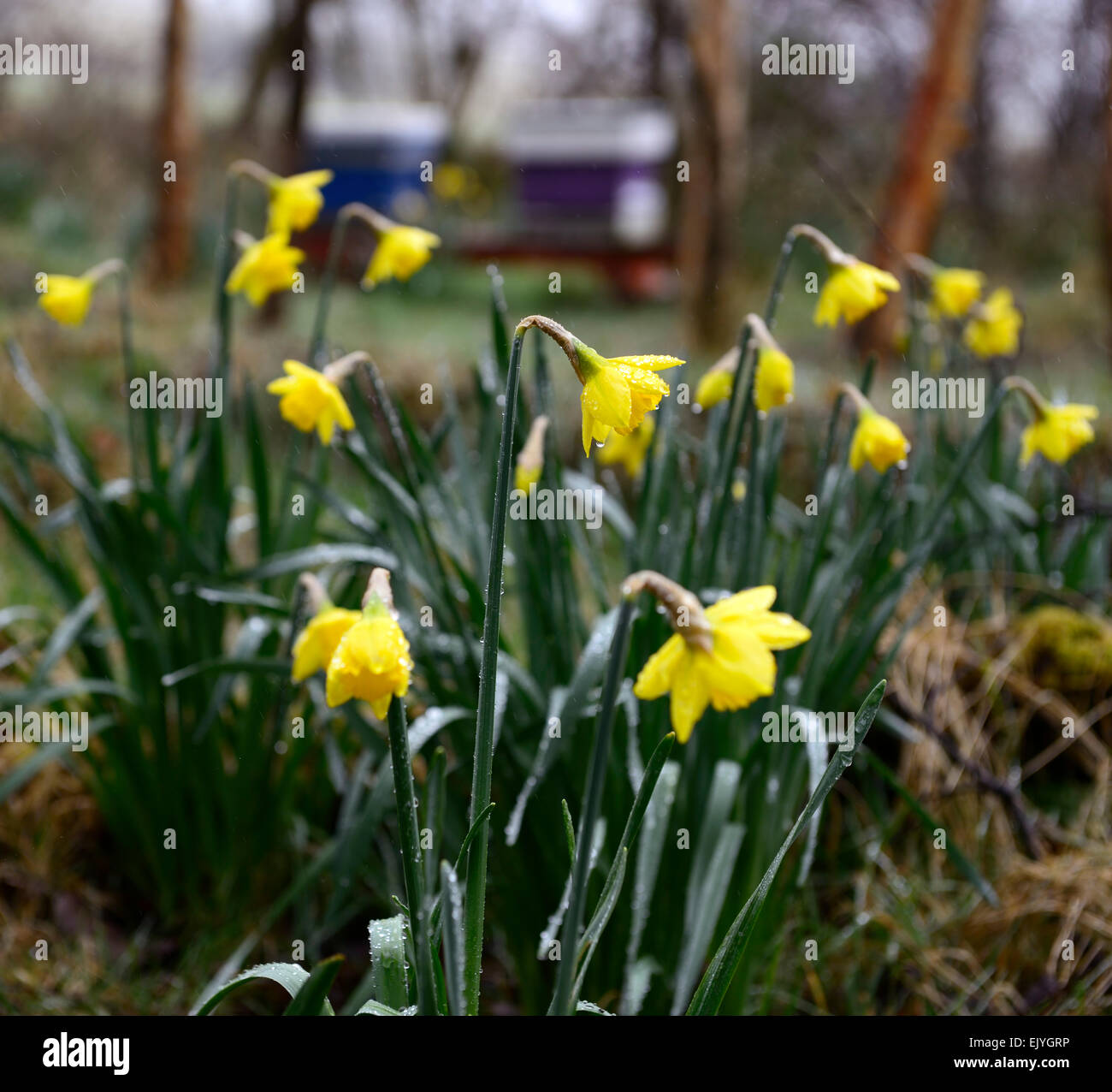 narcissus yellow daffodil spring flower flowering flowers bee hives ...