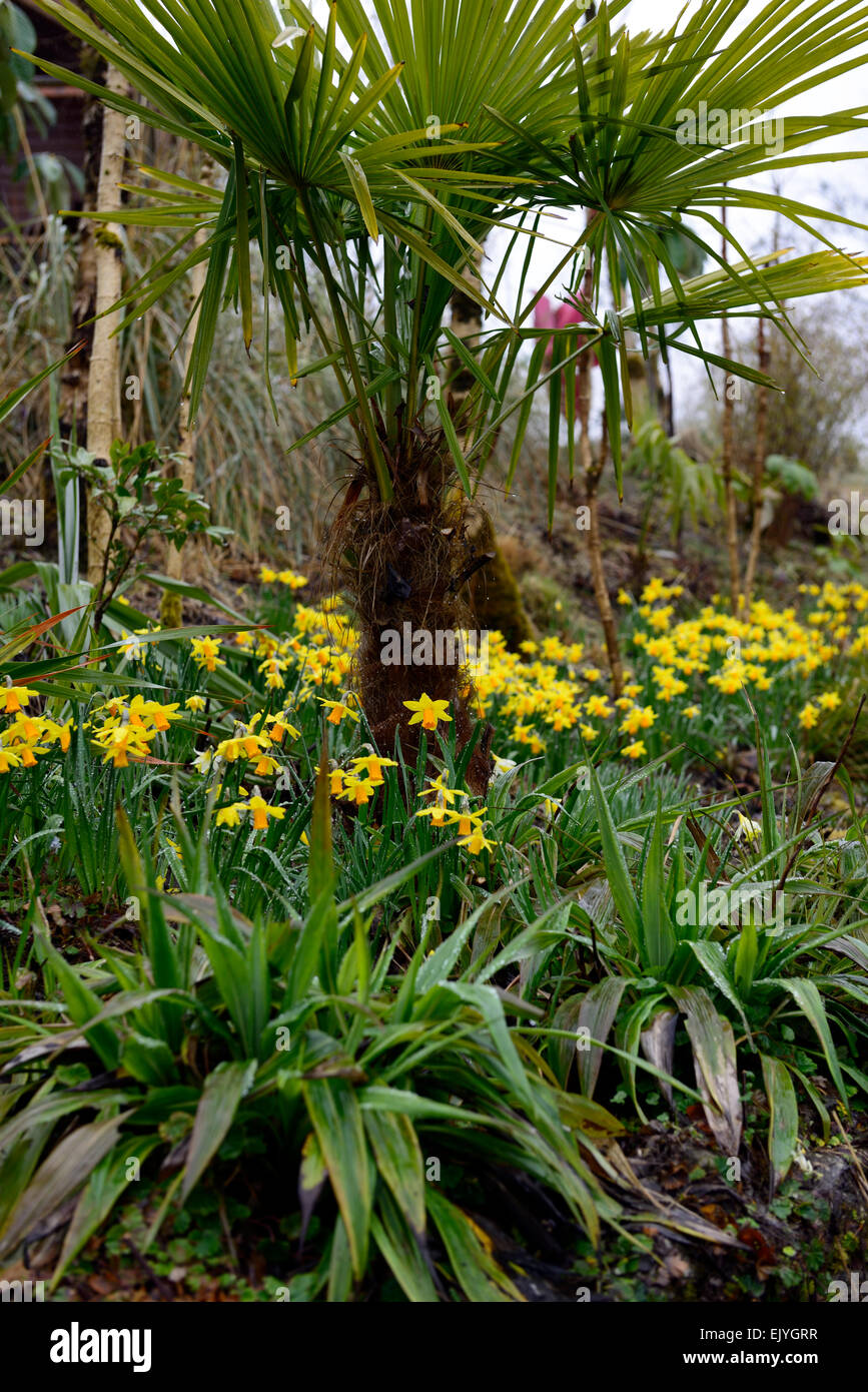 narcissus cyclamineus jetfire yellow daffodil spring flower flowering ...