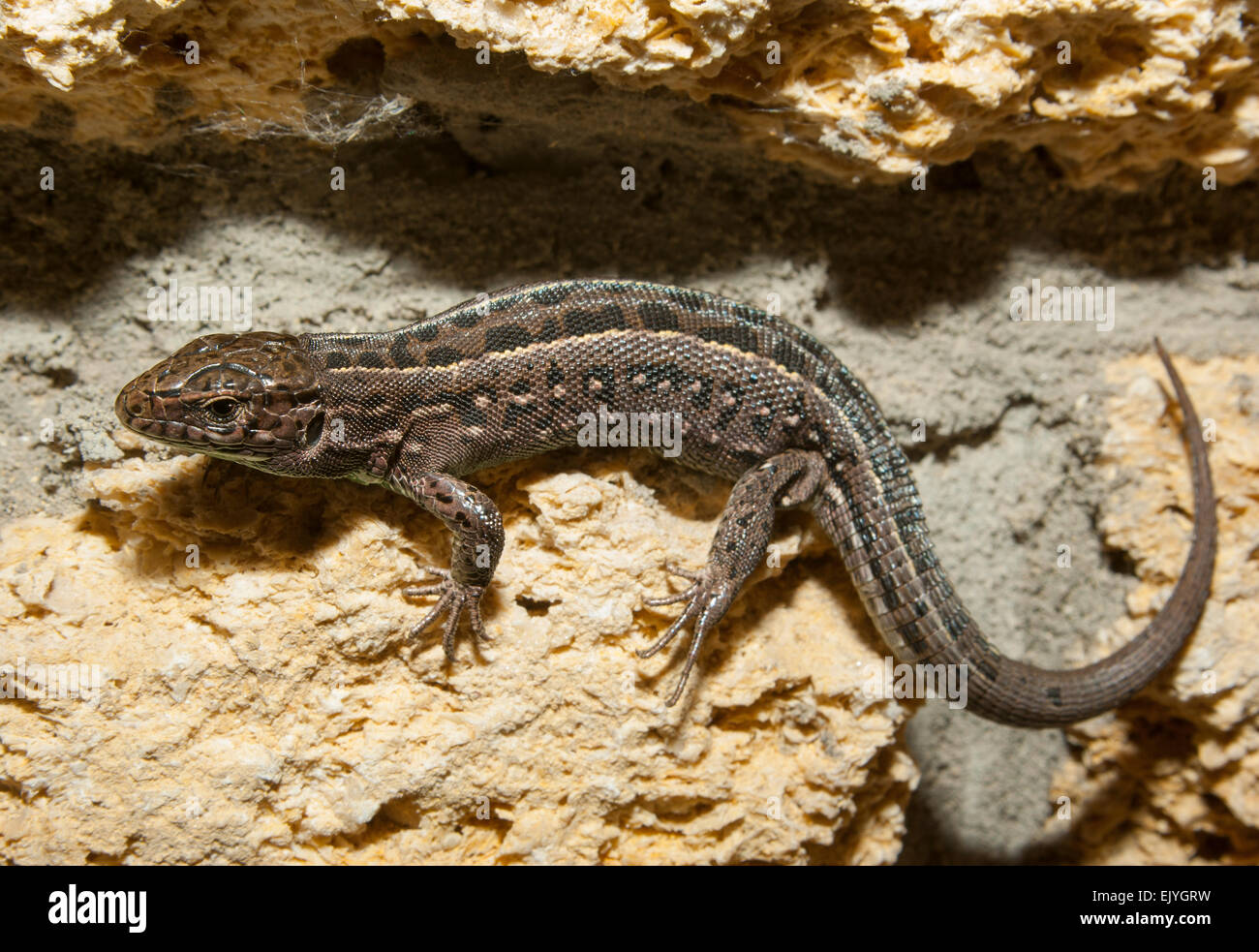 Lizards of europe hi-res stock photography and images - Alamy