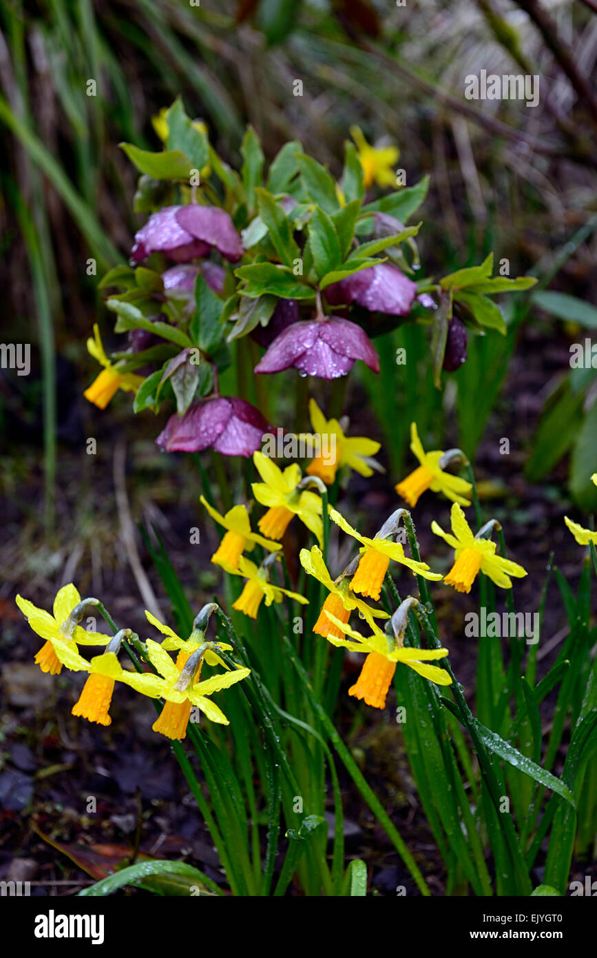narcissus cyclamineus jetfire yellow daffodil purple hellebore spring ...