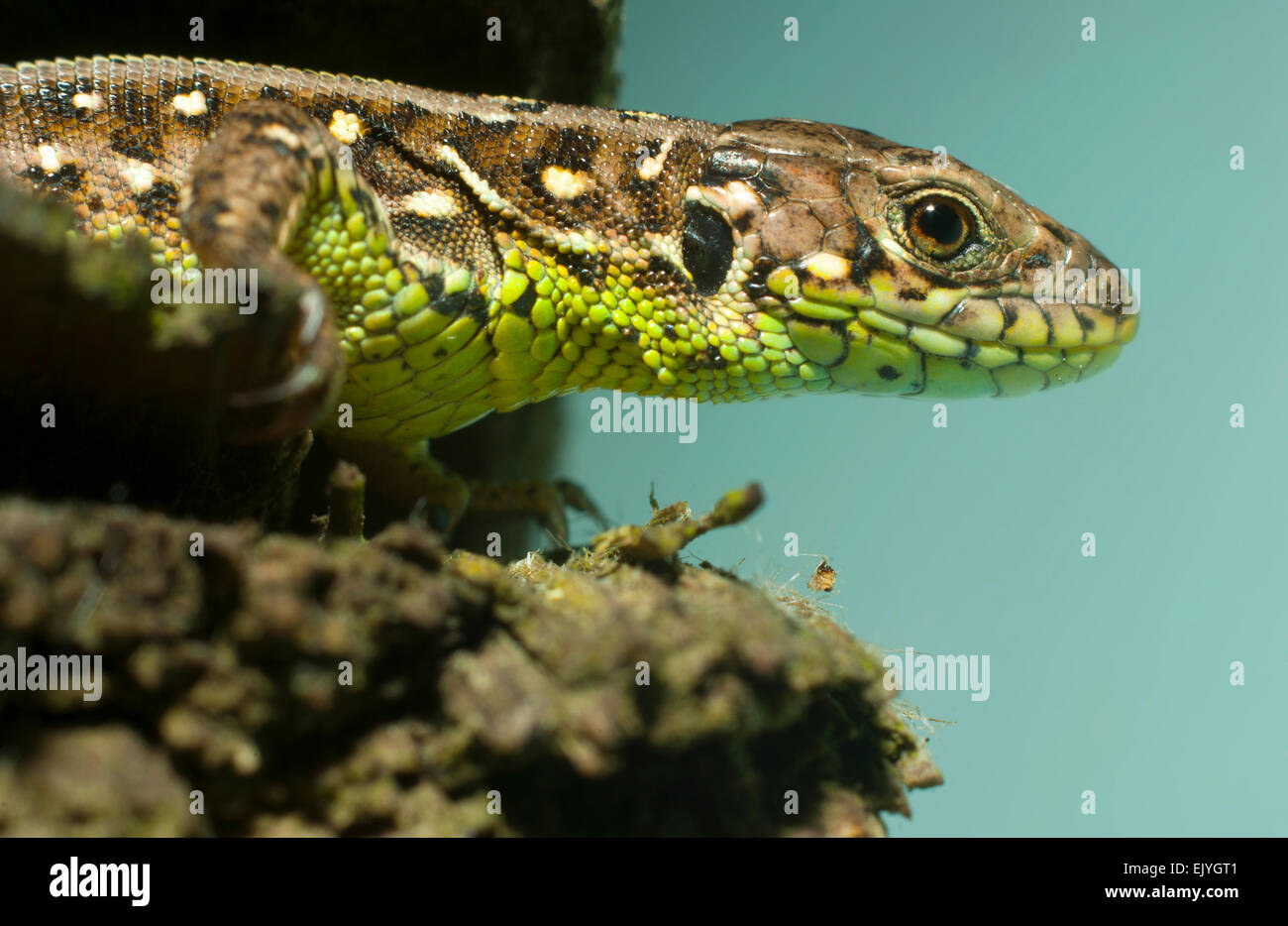 Europe lizard hi-res stock photography and images - Alamy