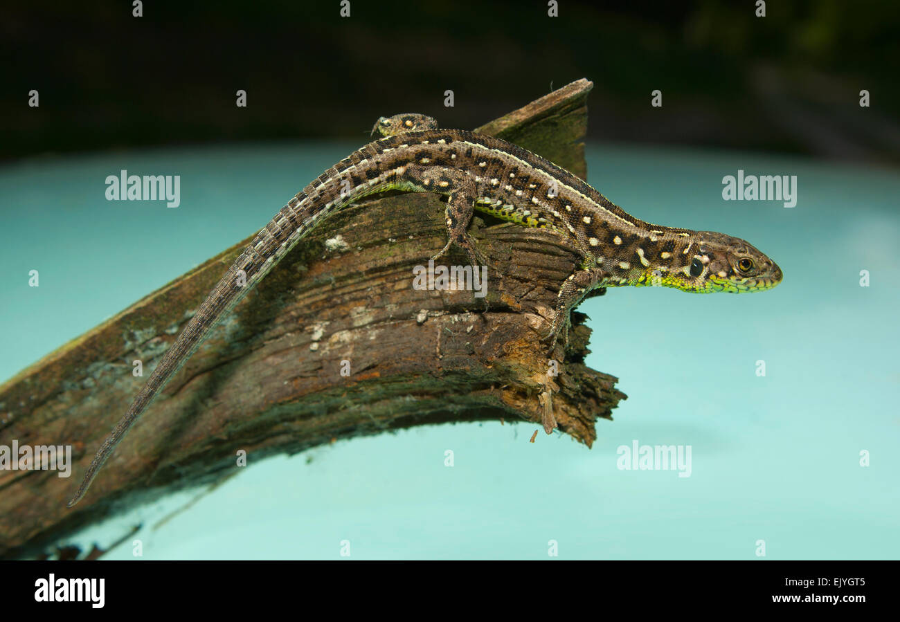 Lizard(Lacerta agilis) Europe.Ukraine.Poltava region Stock Photo - Alamy