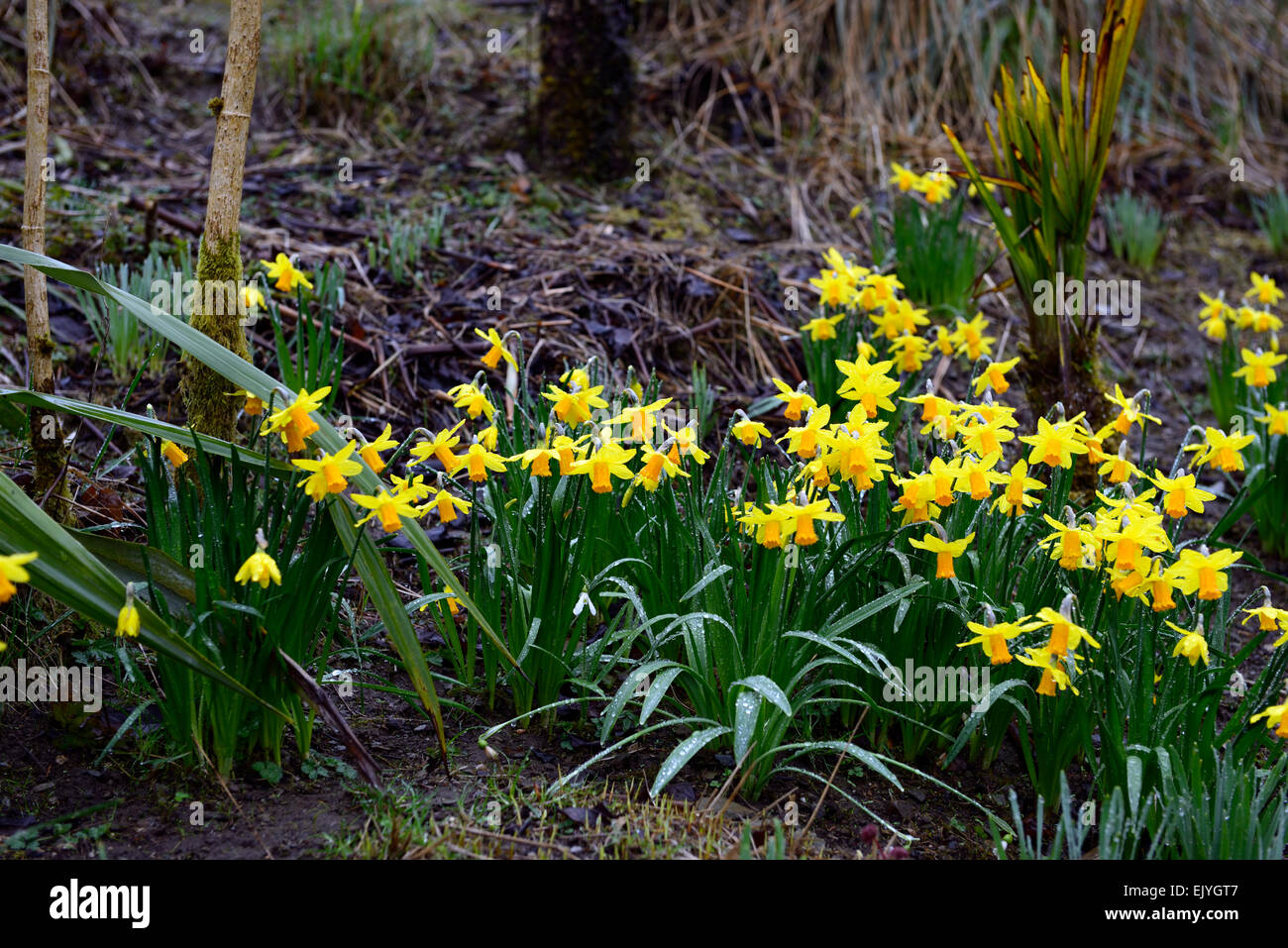 narcissus cyclamineus jetfire yellow daffodil spring flower flowering ...