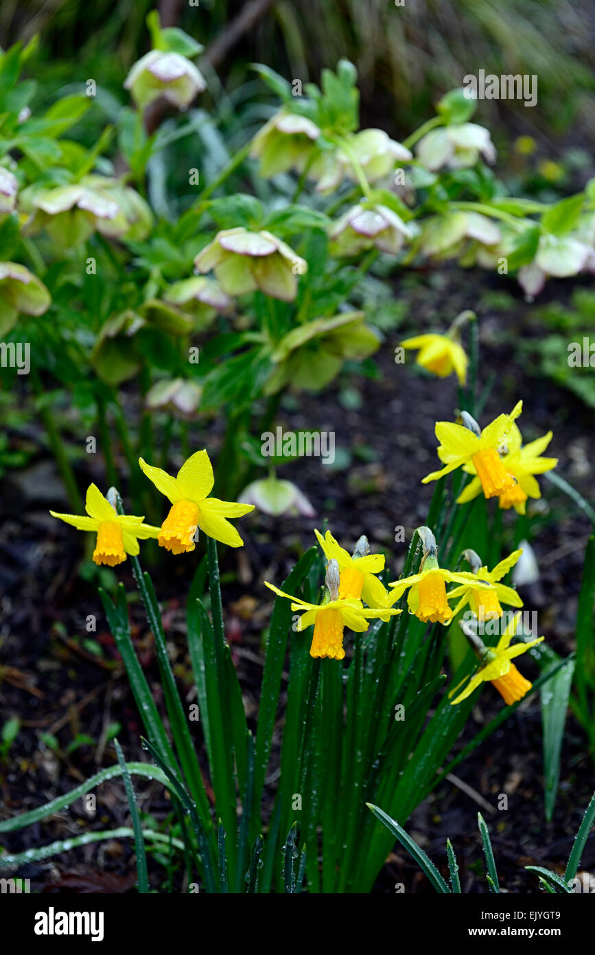 narcissus cyclamineus jetfire yellow daffodil white hellebore spring ...
