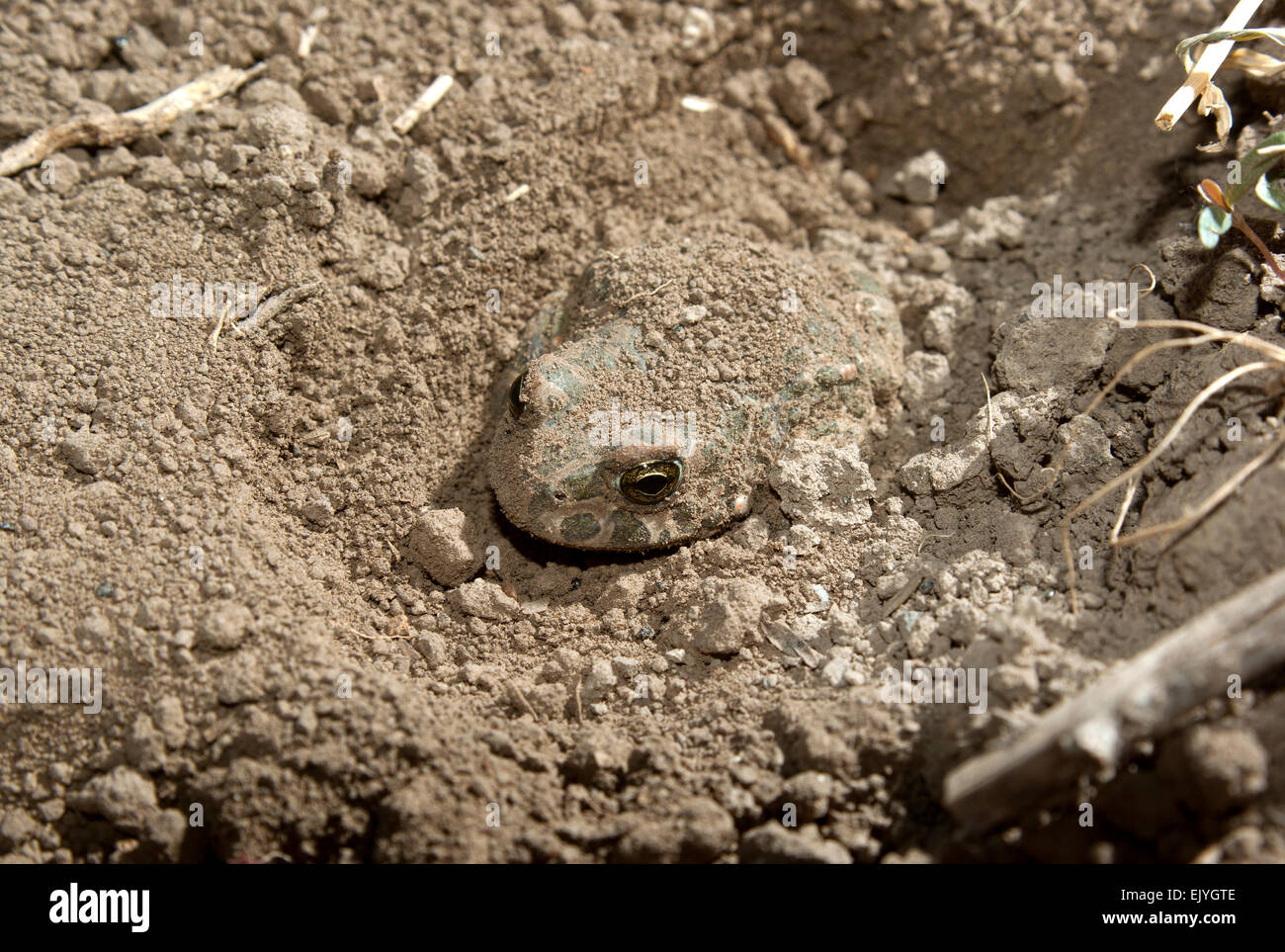 Toad toad earth to burrow into the ground to hide mimicry eyes eyes ...