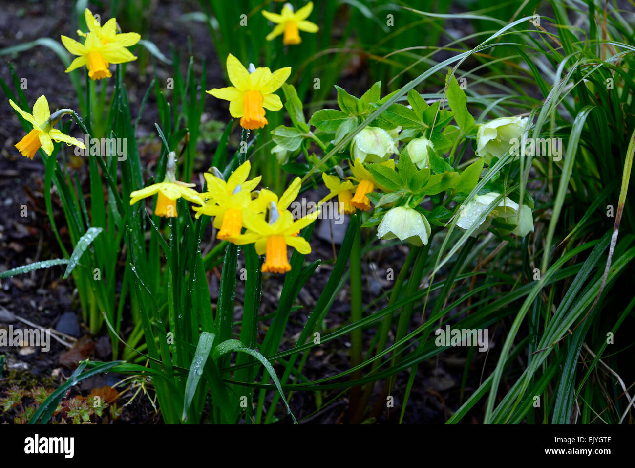 narcissus cyclamineus jetfire yellow daffodil white hellebore spring ...