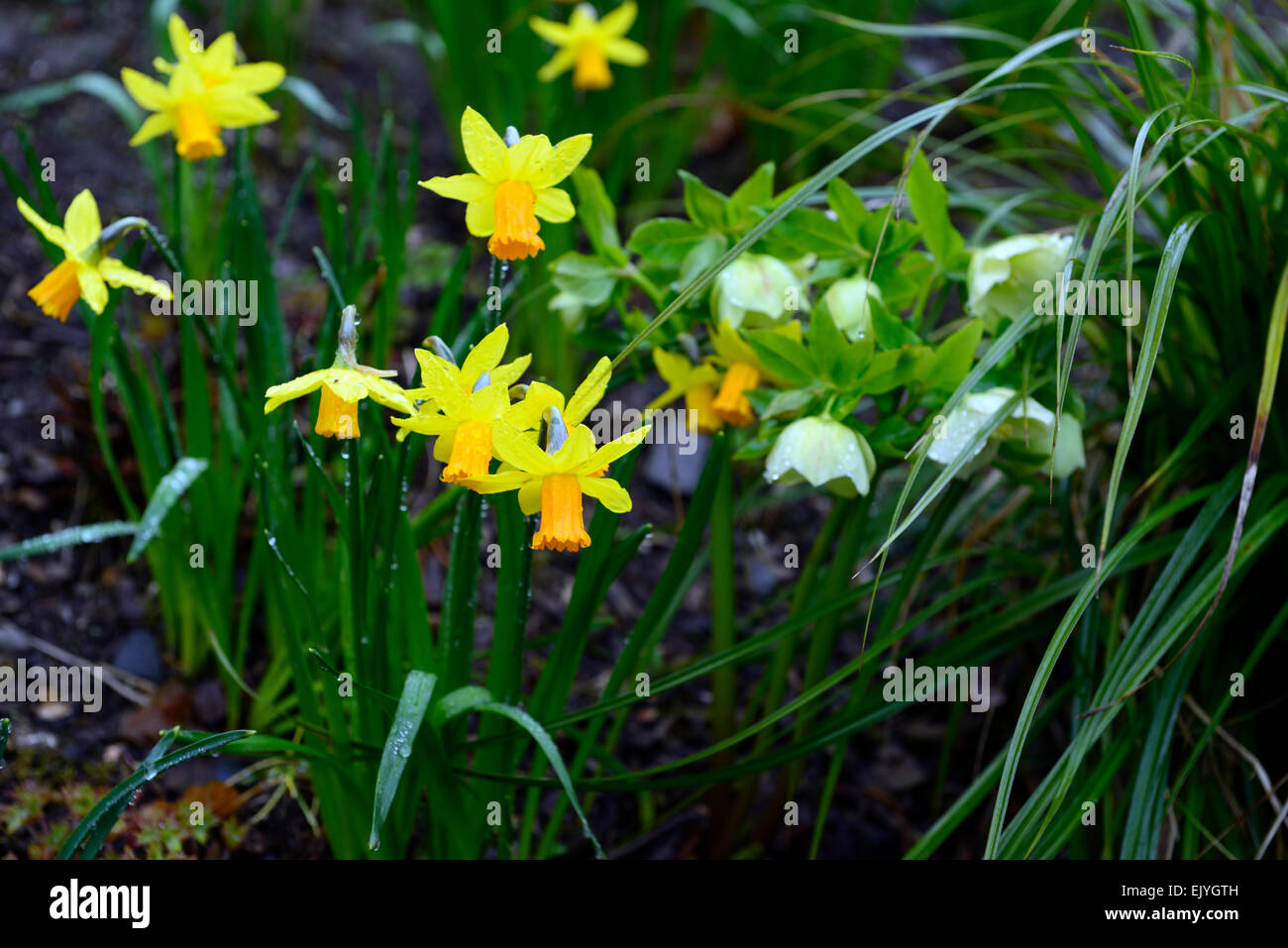 Narcissus cyclamineus jetfire hi-res stock photography and images - Alamy