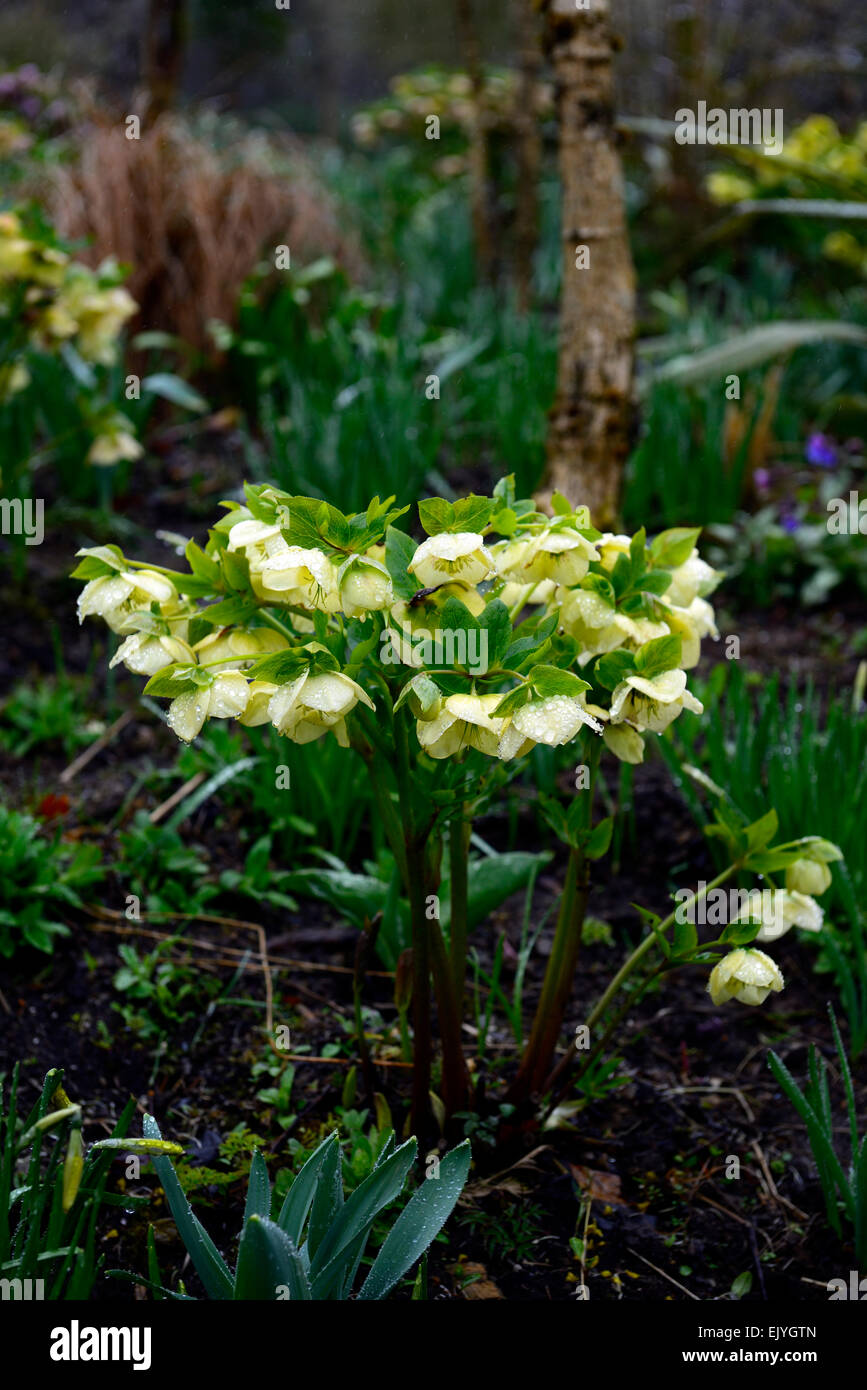 white hellebore flower flowers allium leaves foliage spring new growth ...