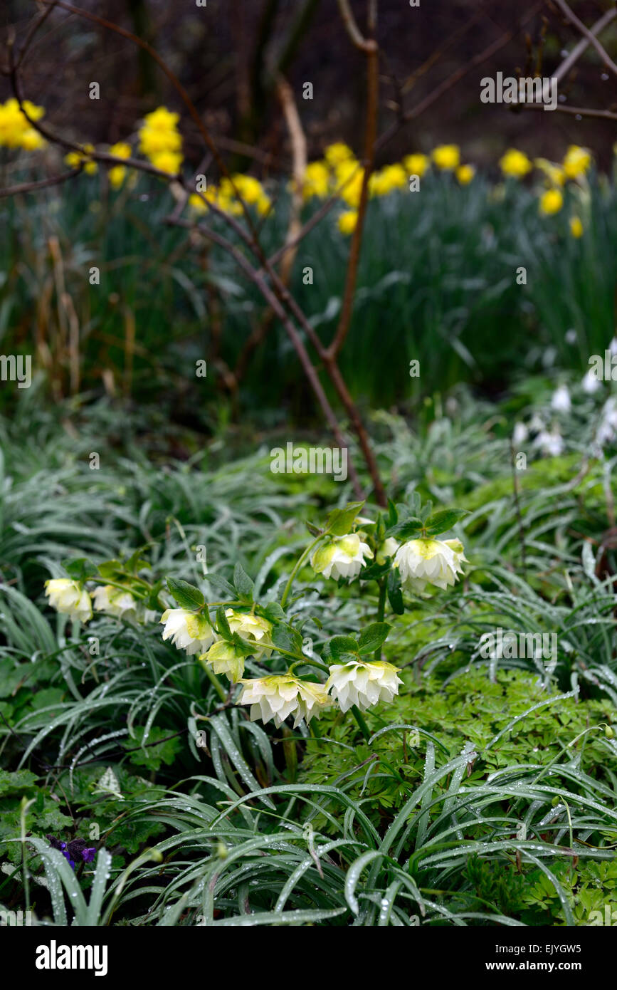 Spring border hellebores hi-res stock photography and images - Alamy
